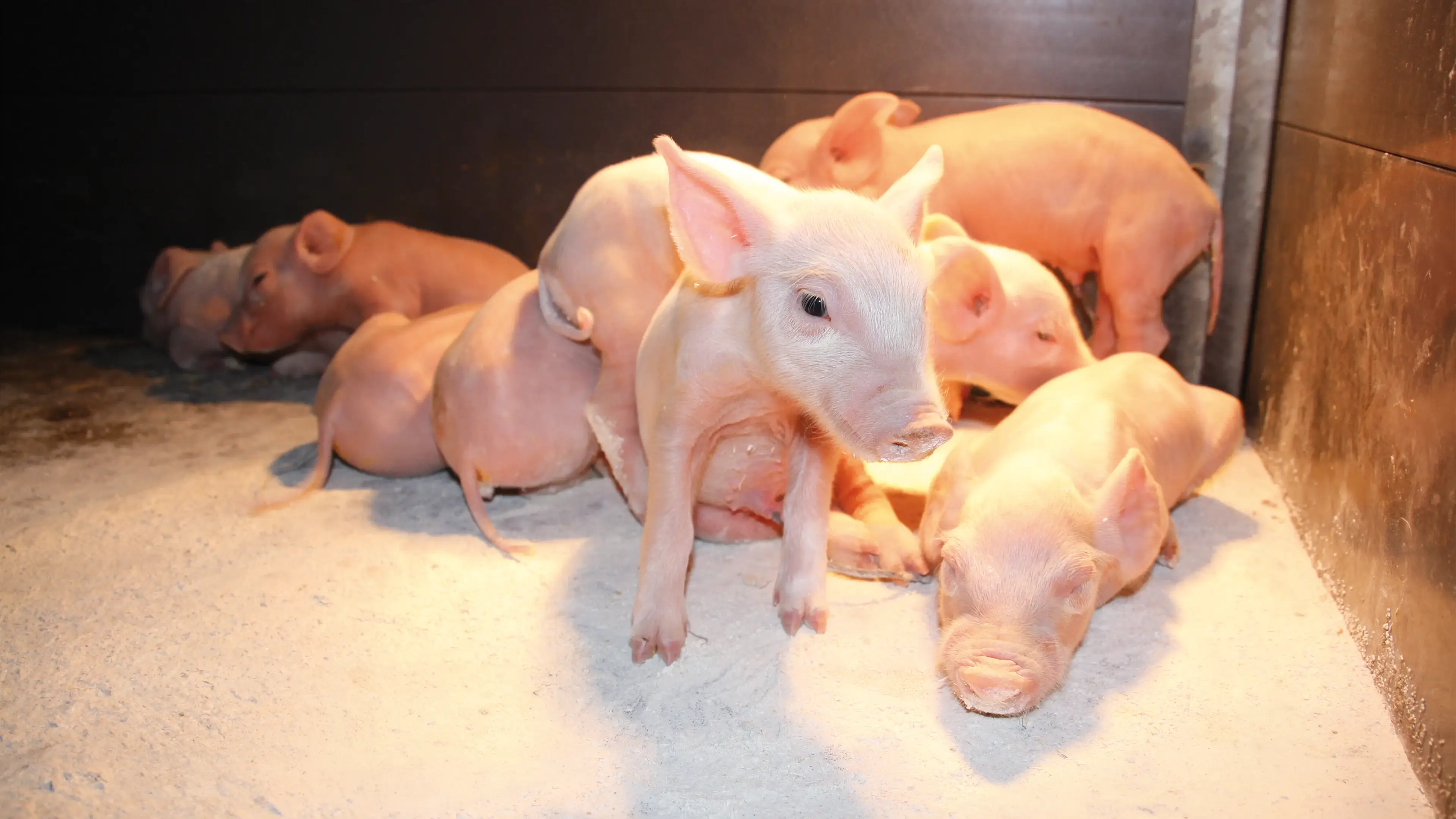 exudative epidermitis