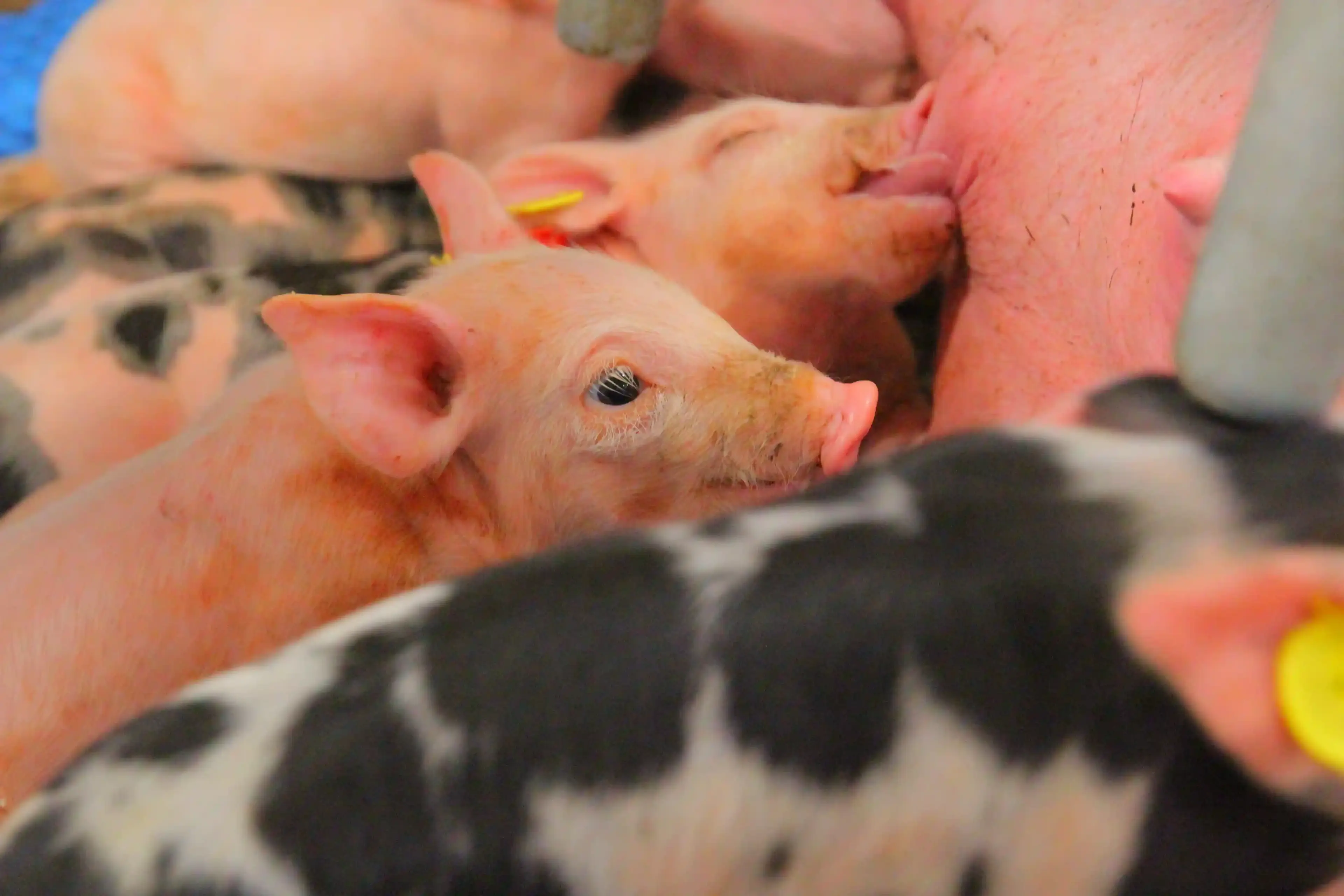 Biosecurity programs for livestock companies