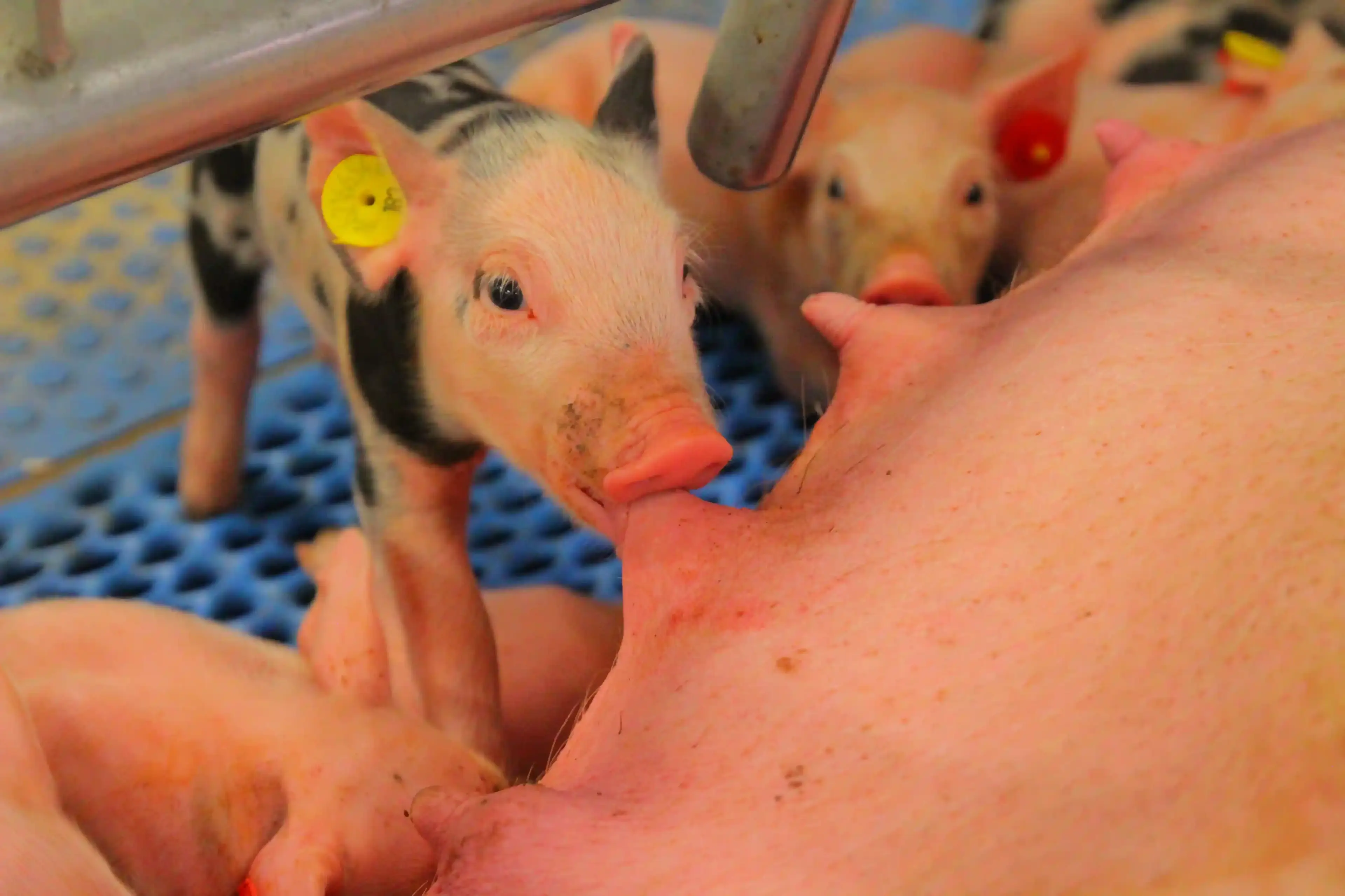 exudative epidermitis