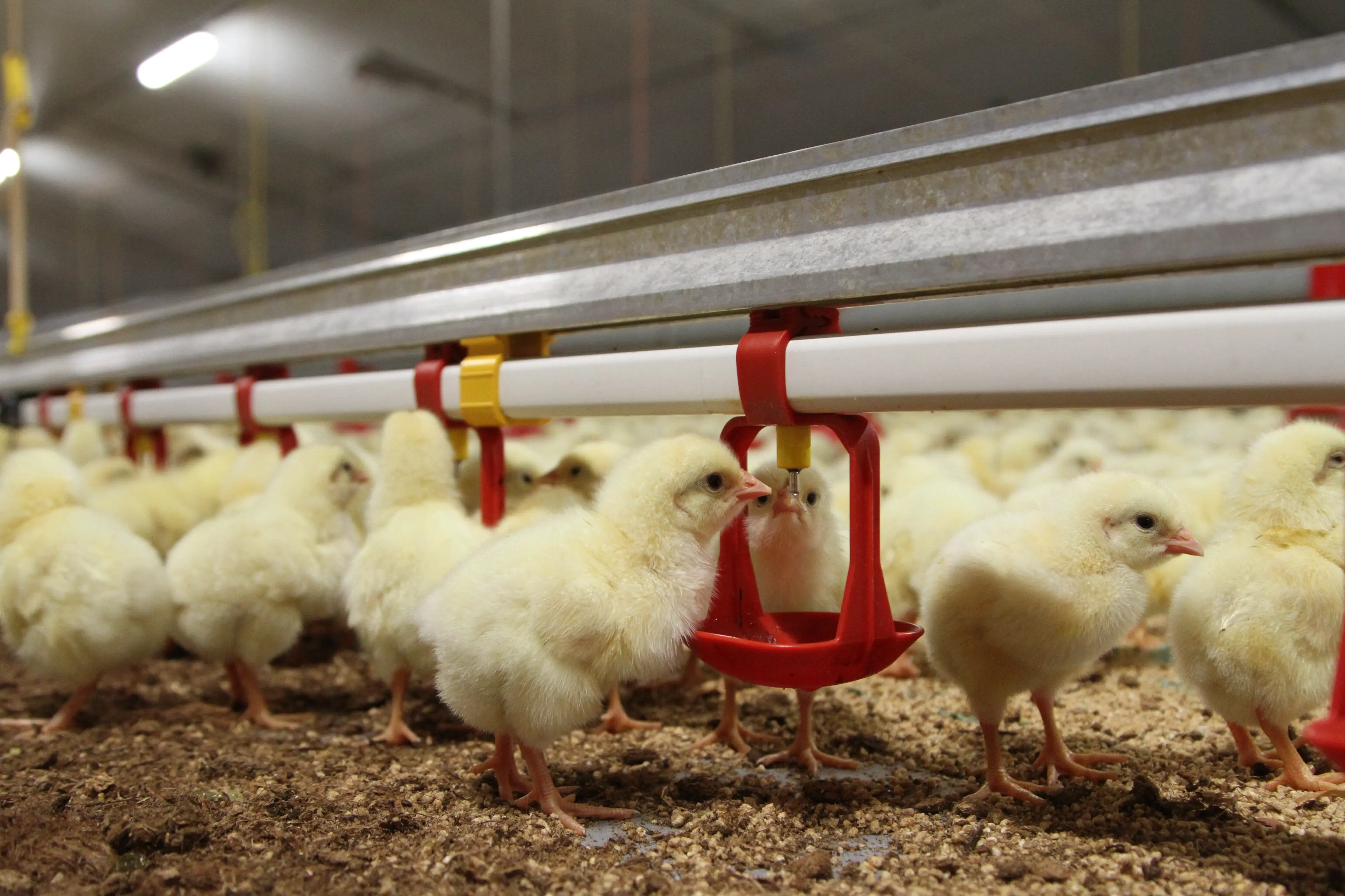 How to spot and stop Ascaridia galli in chickens