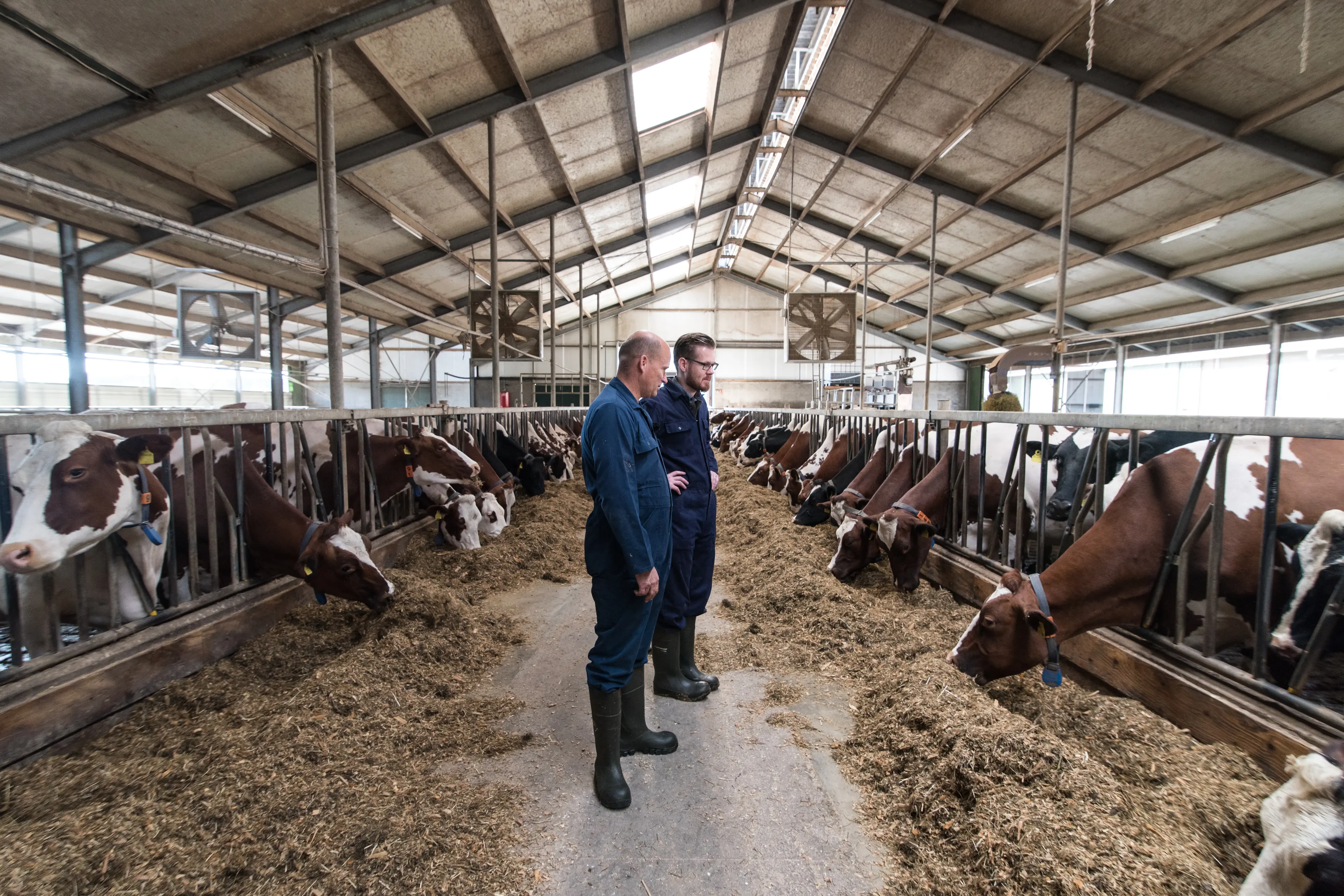 Cattle Barn Ventilation | MS Schippers