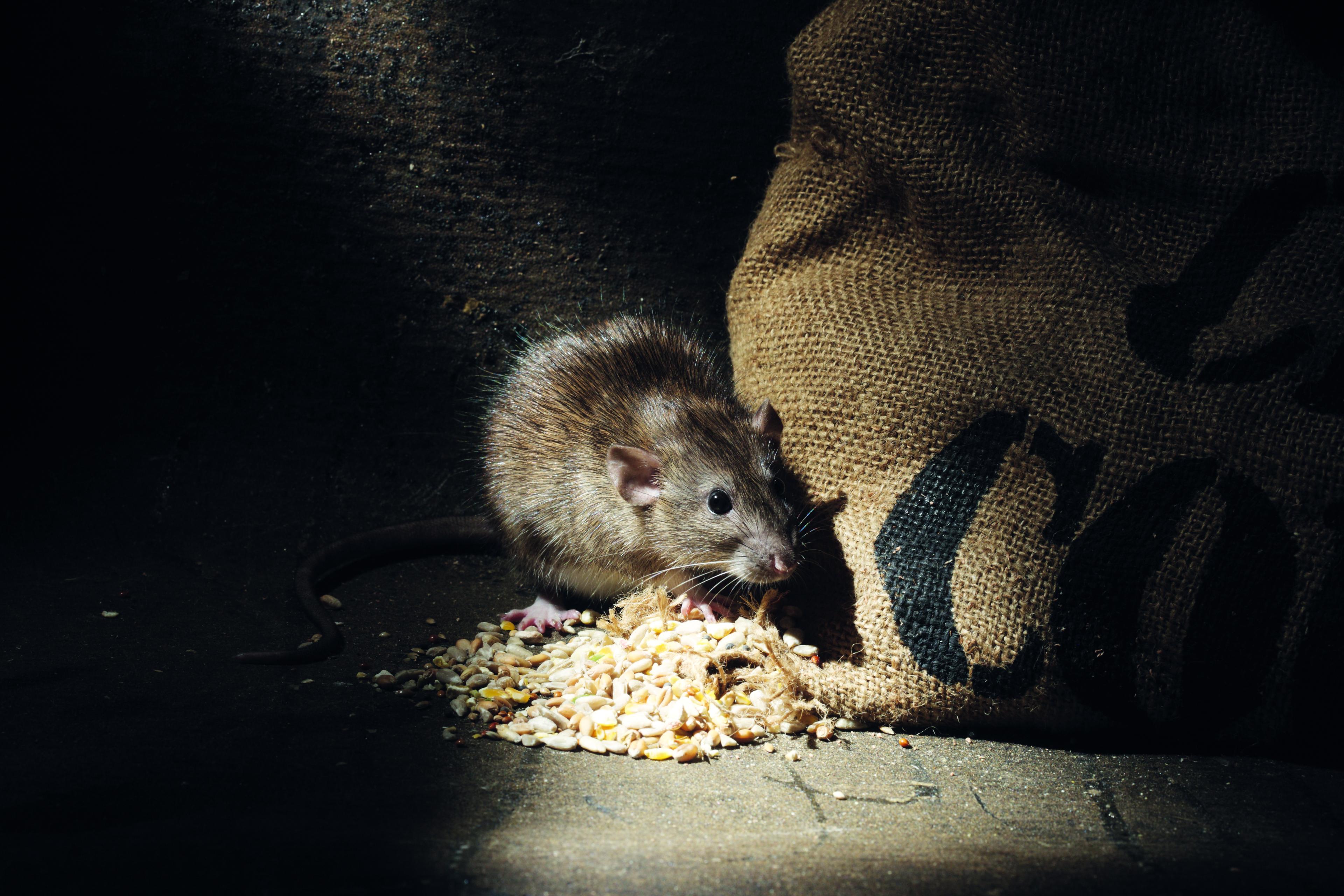 Keep your stable safe and free from rats and mice.