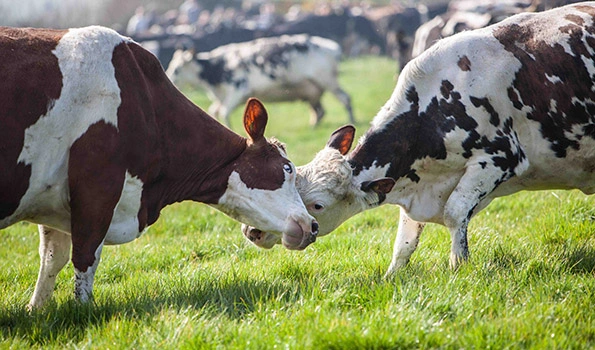 Tussenklauwontsteking bij koeien: herken en voorkom infecties