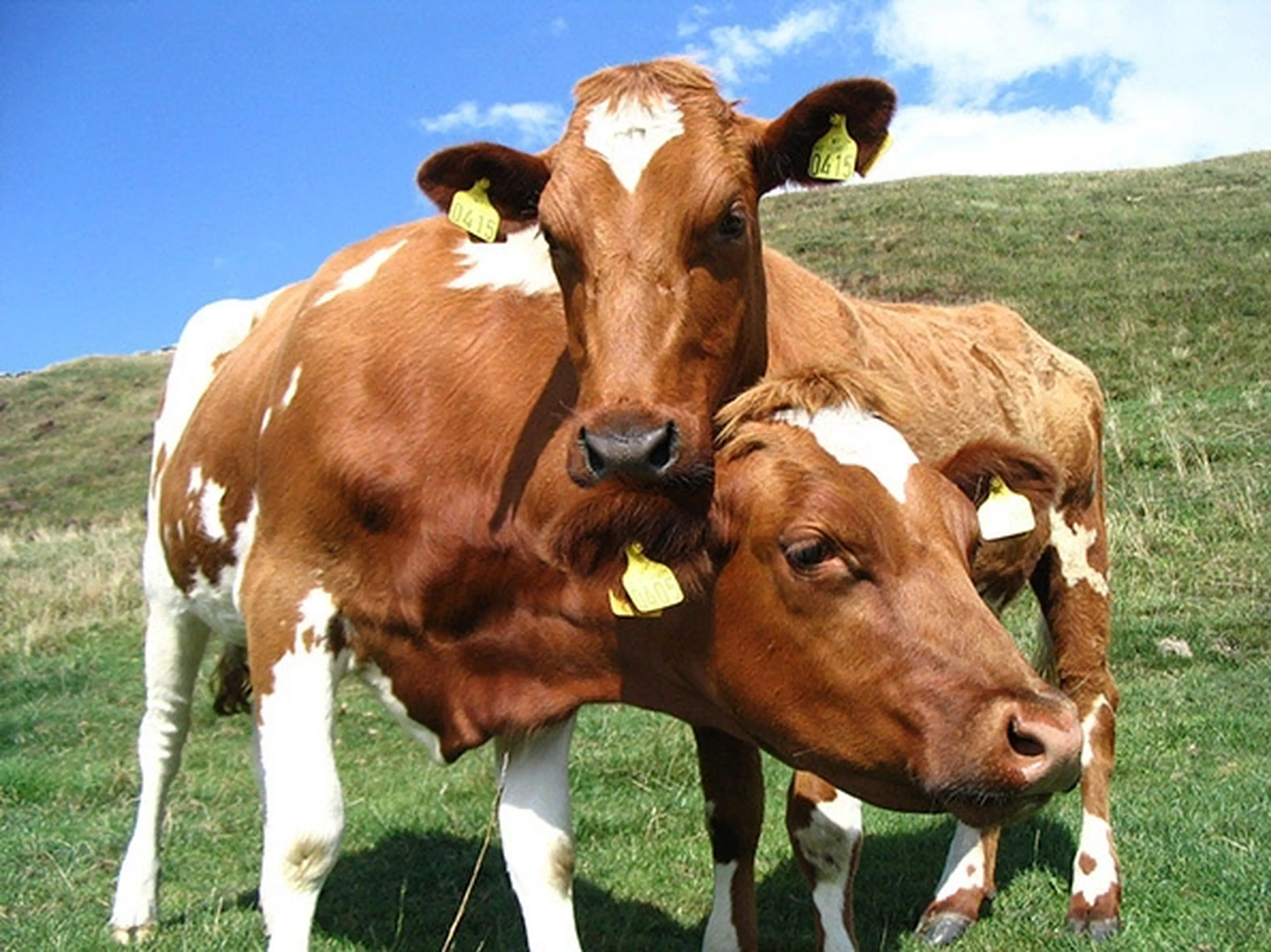 Protect your dairy cattle from rumen acidosis