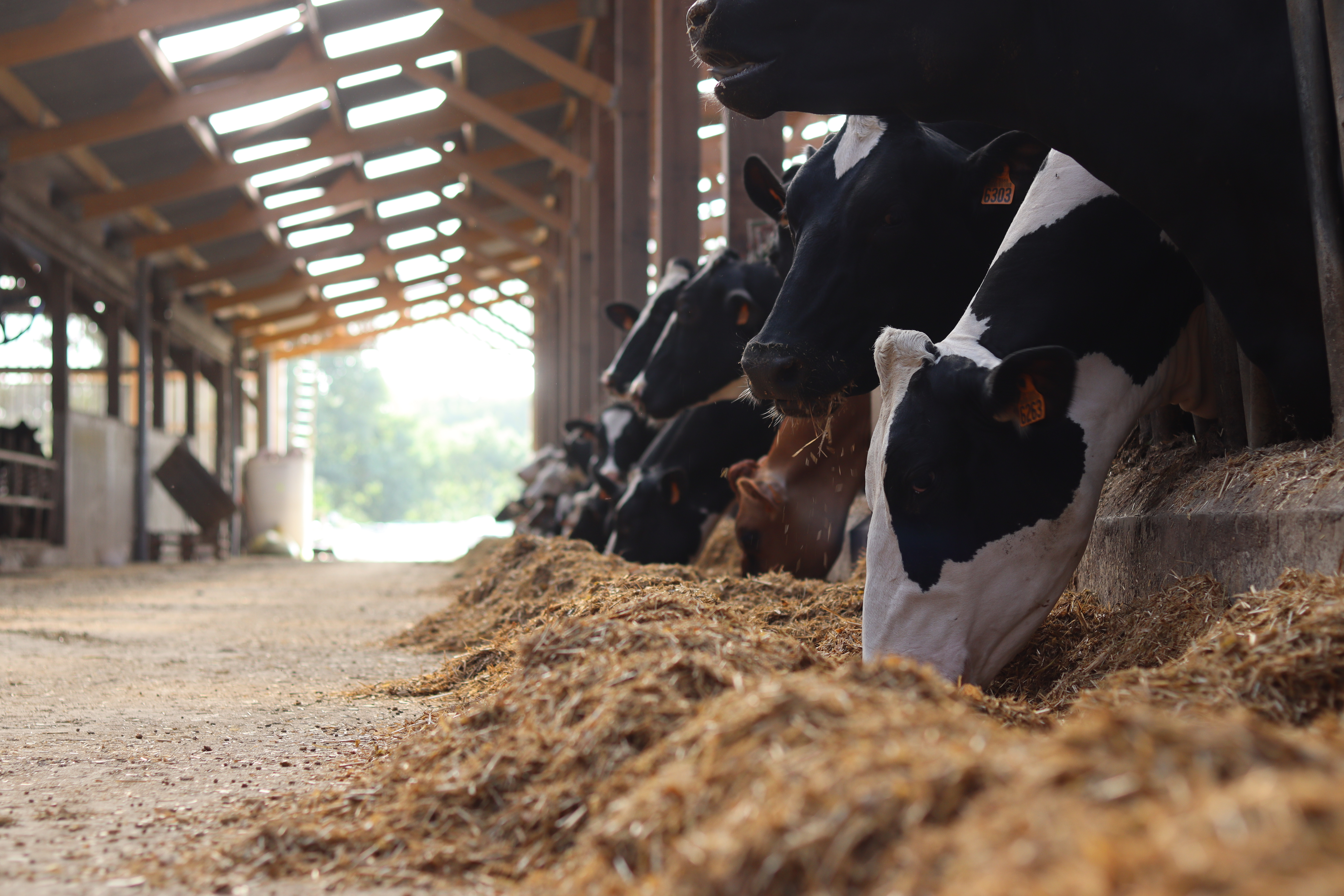 Prevent Feed Spoilage with MS WetFeed for dairy cattle