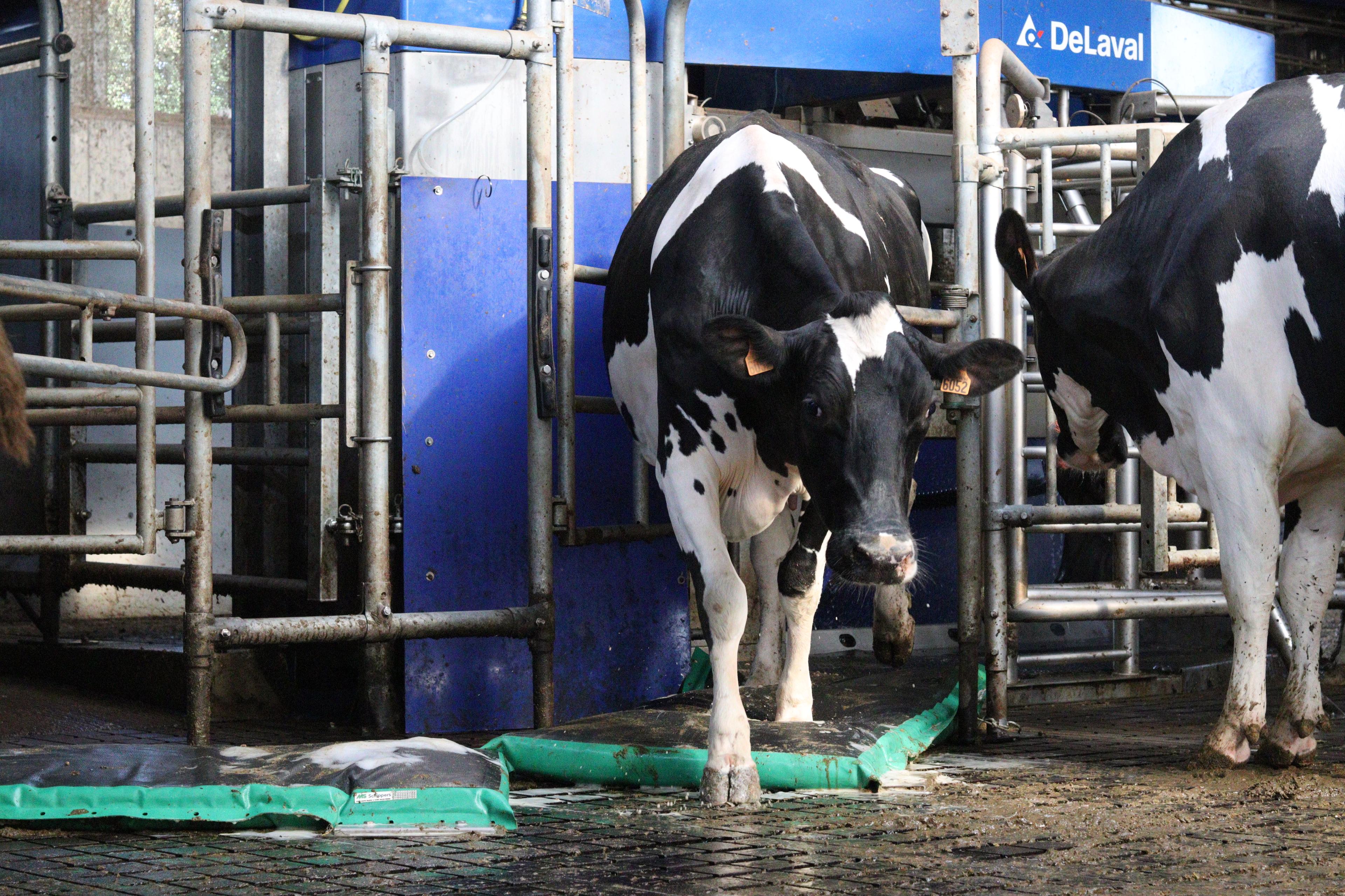 MS AutoHoofClean: 2,000 Farmers are controlling Mortellaro!