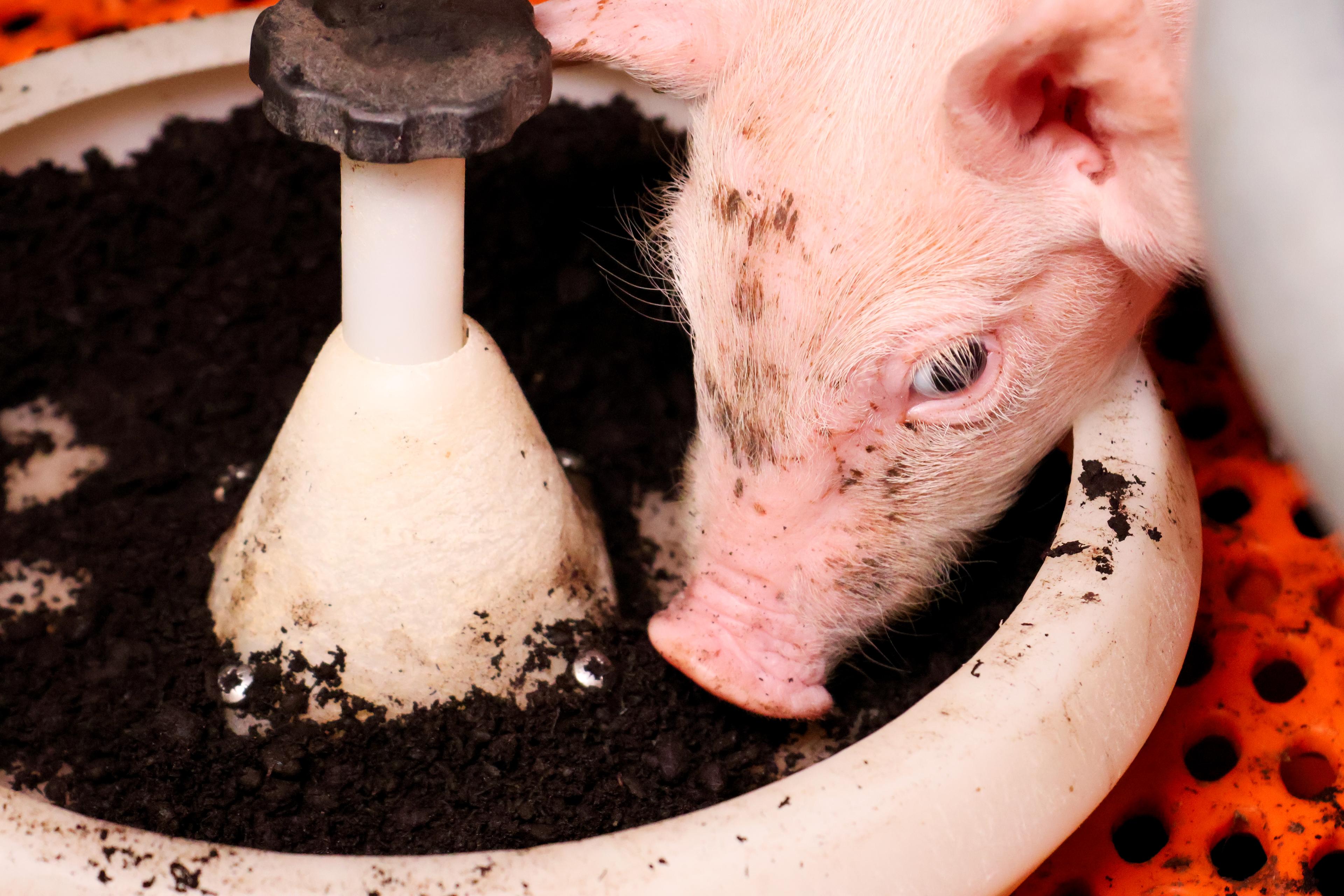 Harnesses the natural rooting behavior of piglets to ensure effective ...