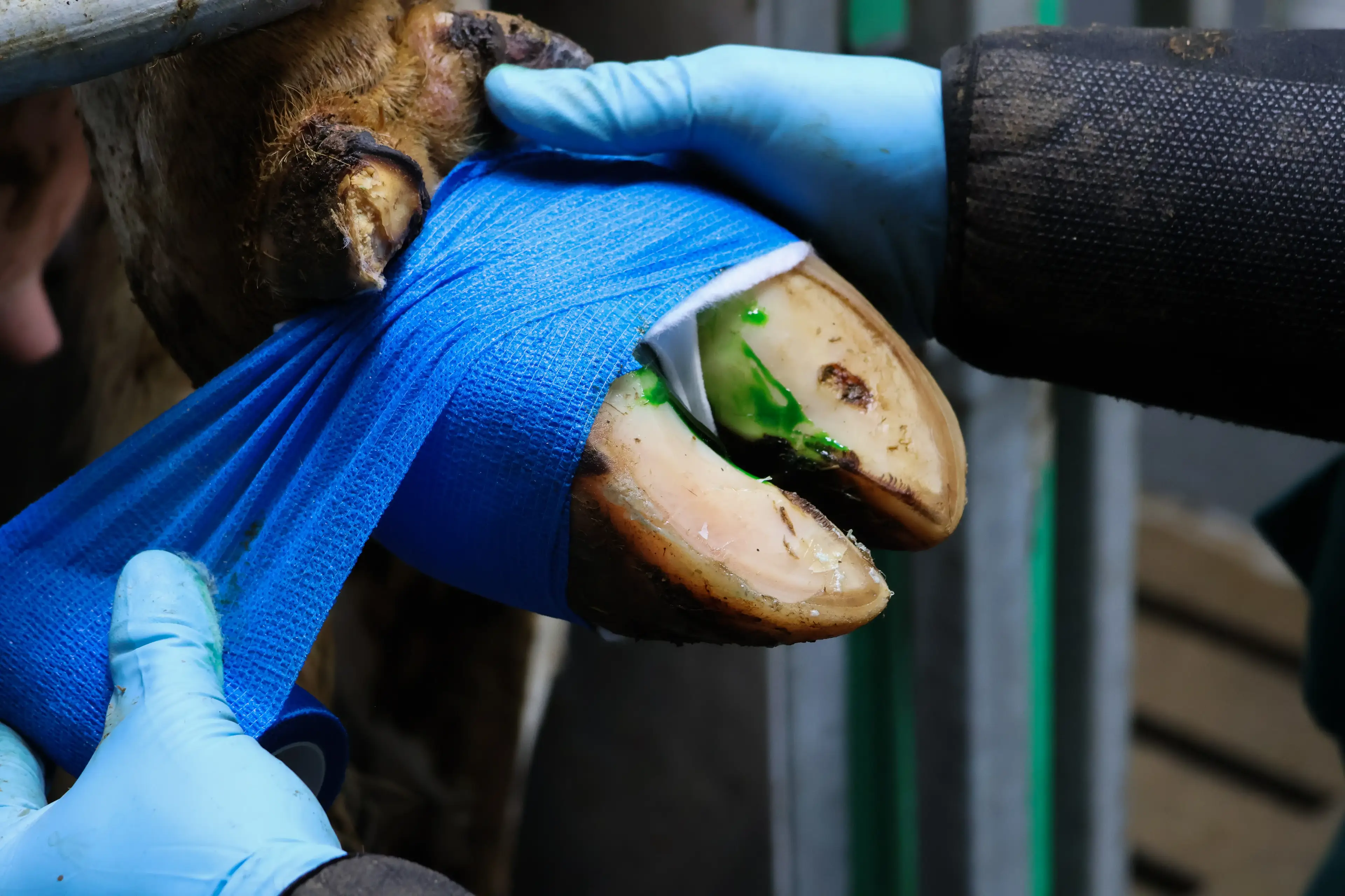 Klauenpflege bei Kühen: eine Schritt-für-Schritt-Anleitung