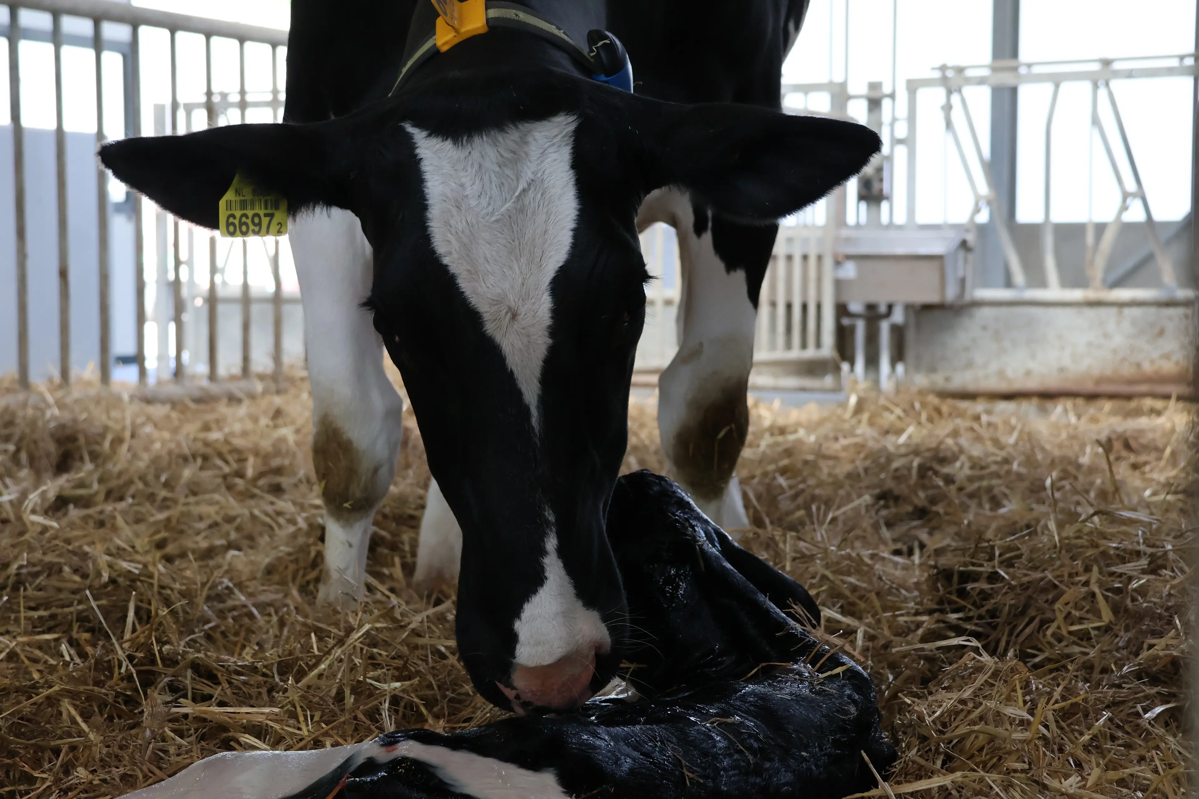 Udder edema in dairy cows