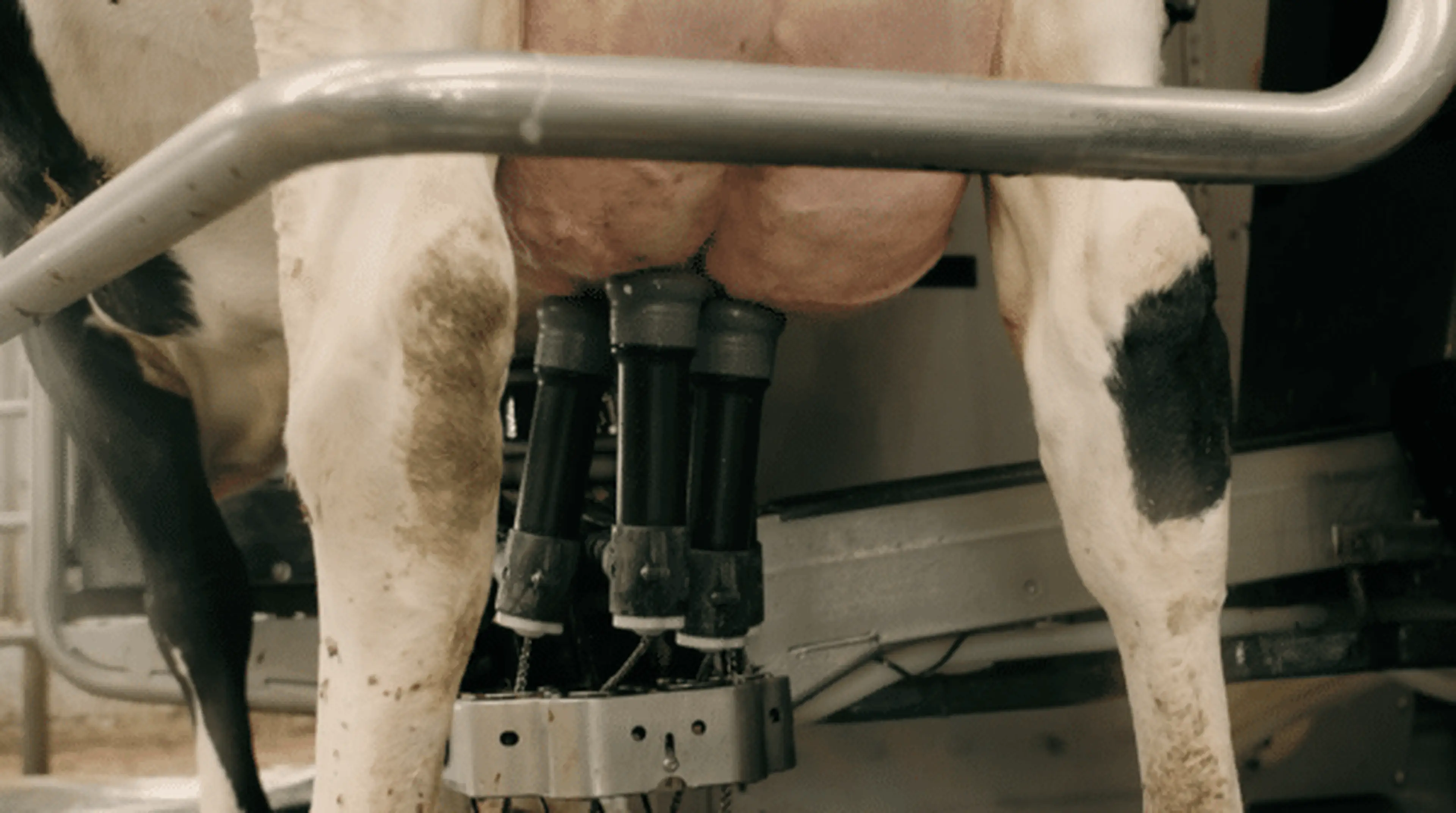 Udder Care: The Foundation of Good Udder Health
