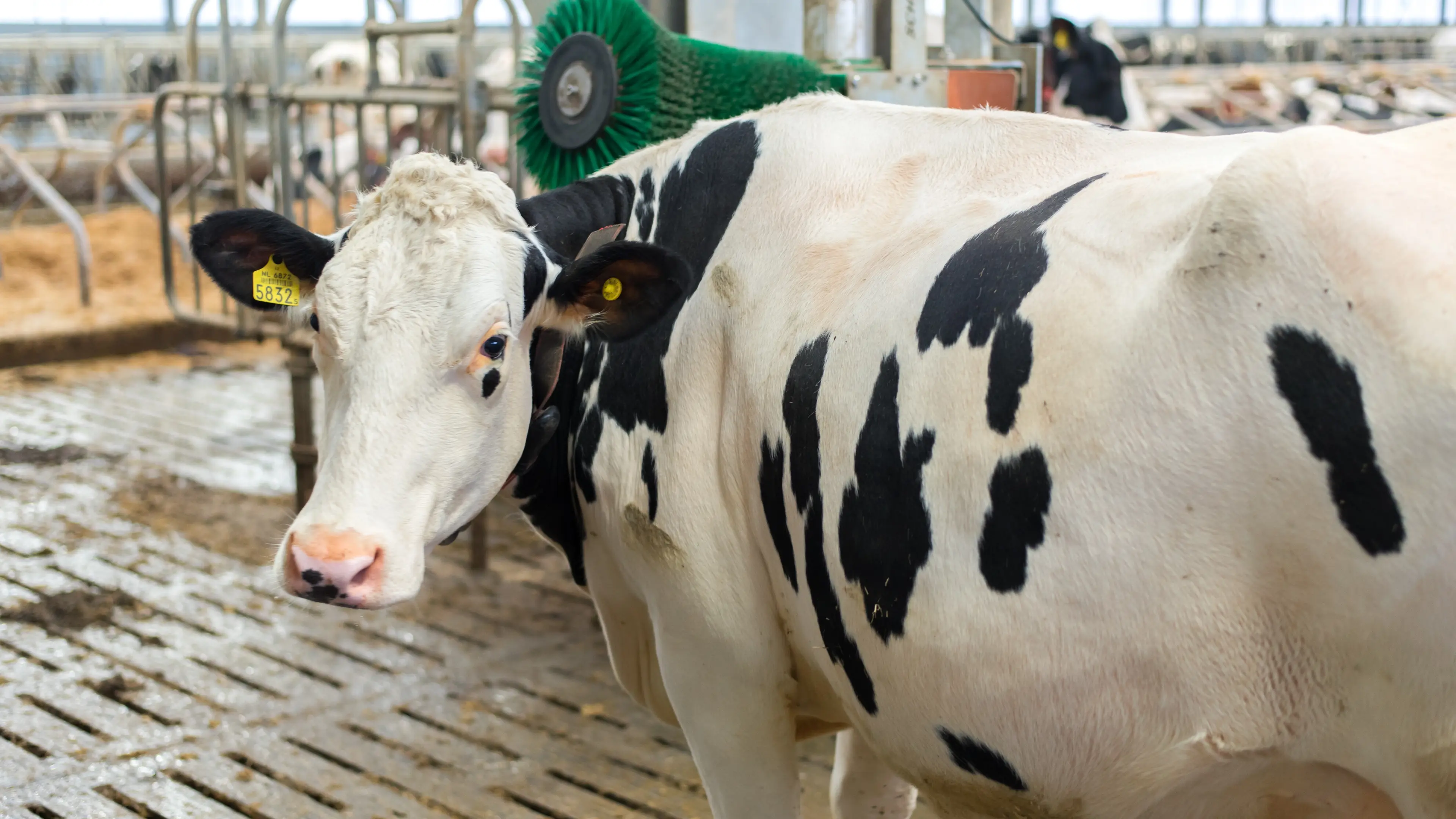 HyCare Digital Hoofcare