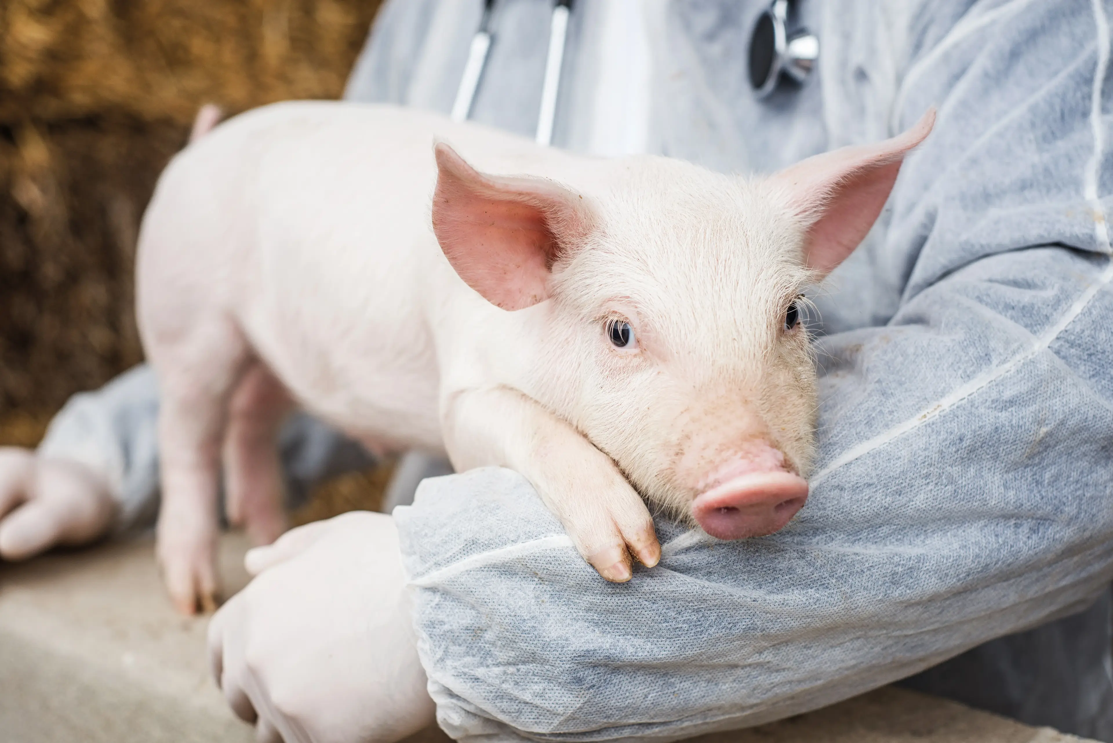 5 mesures pour protéger vos porcs contre la coccidiose