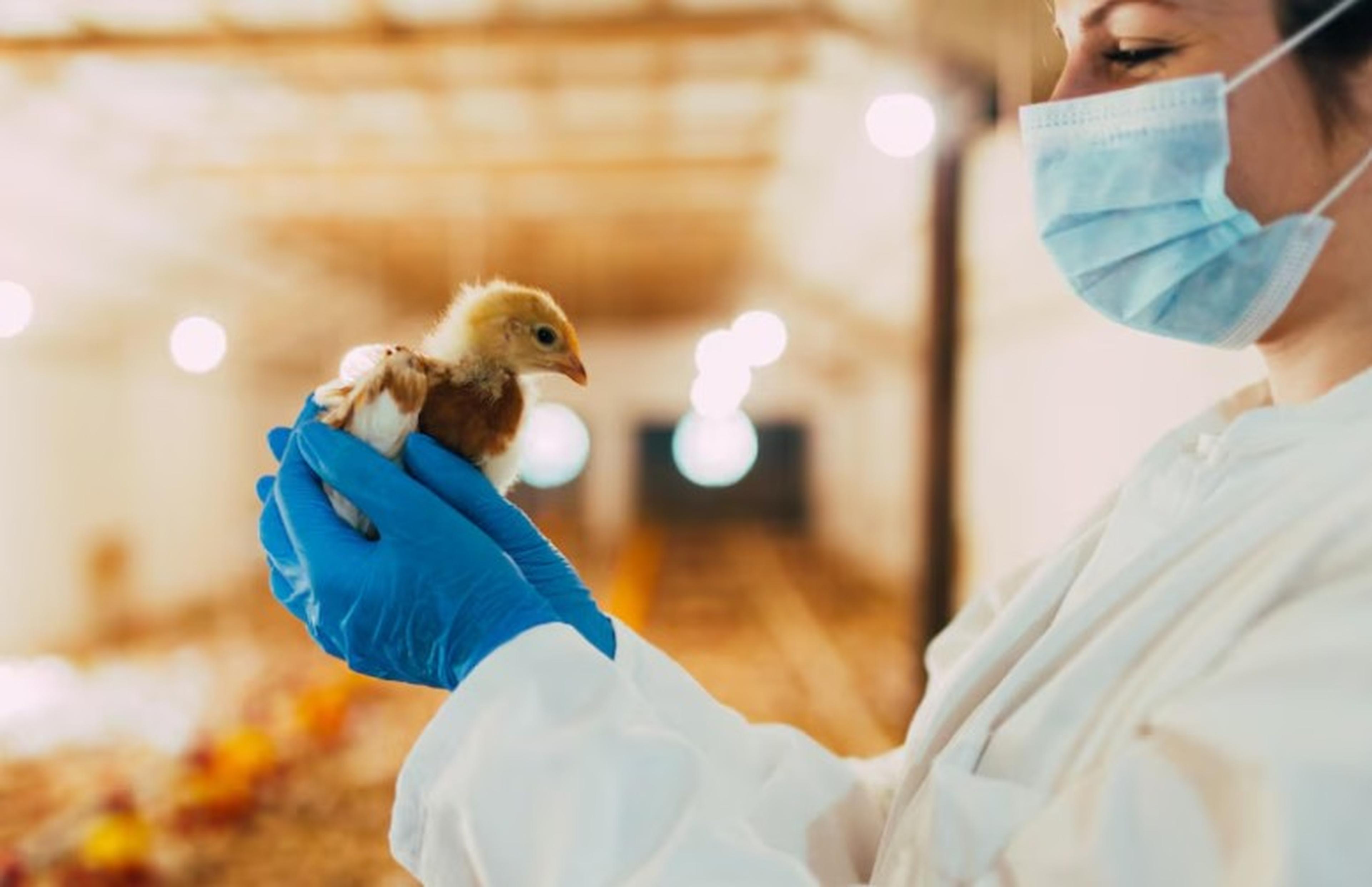 How to prevent Chicken Anemia Virus (CAV) on your poultry farm
