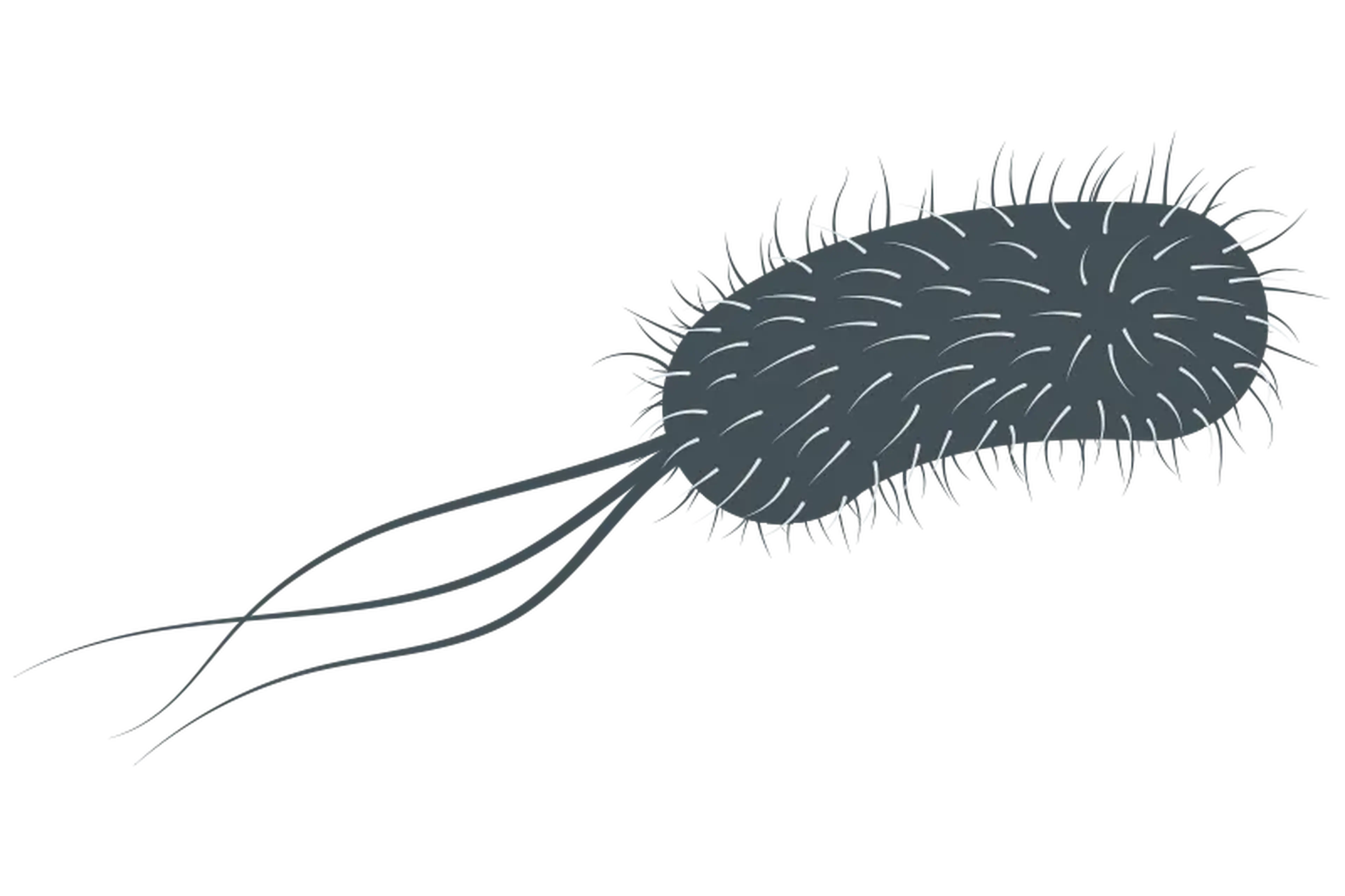 Recognize and protect Infectious Coryza in poultry