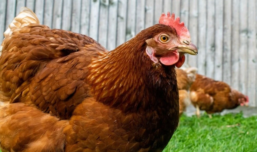 ILT in poultry: practical approach for healthy chickens