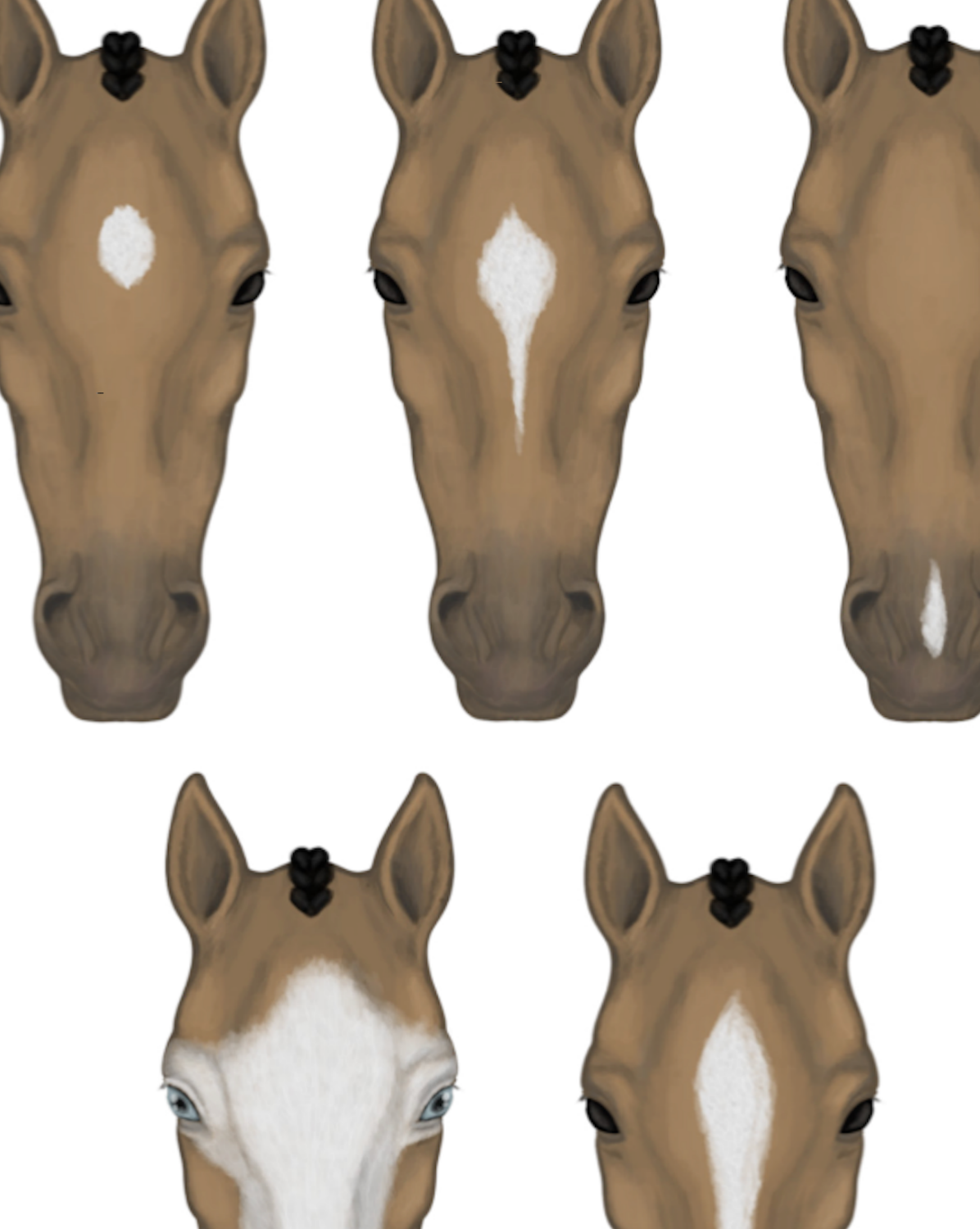 Unique Horse Face Markings Unique Horse Colors And Markings On