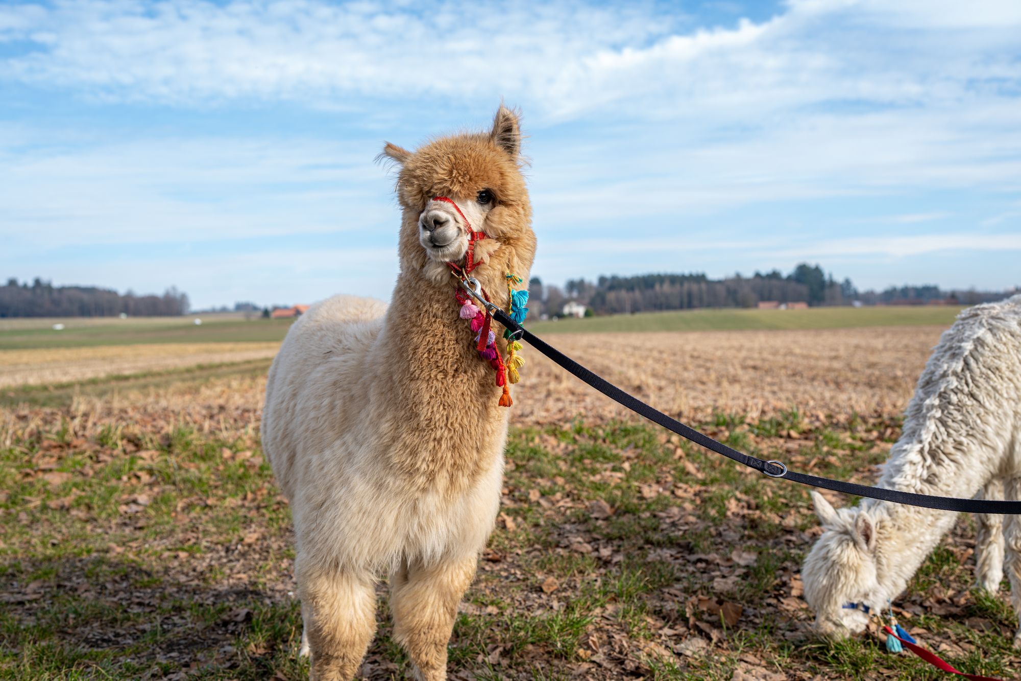 Lama and alpaca treks near Bern - Bern Welcome