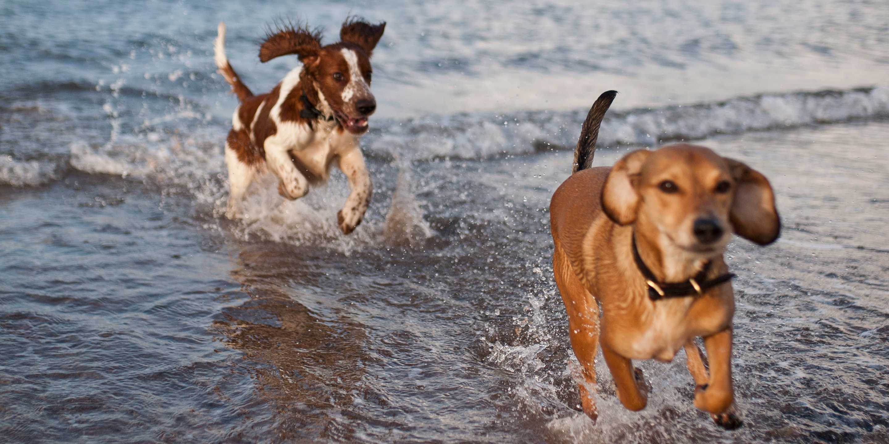 Come fotografare il tuo amico peloso