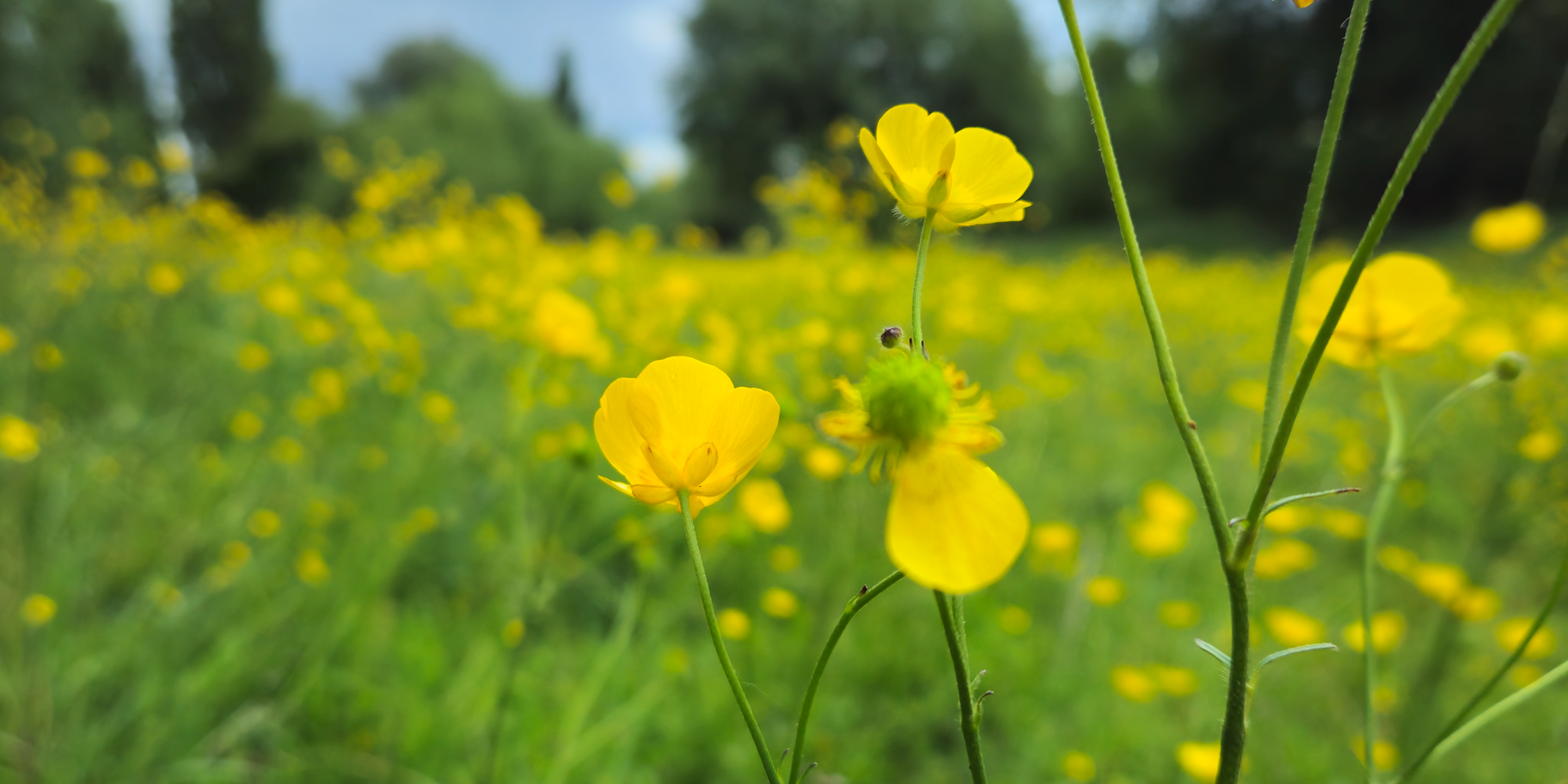 Master Depth of Field in Android Photography