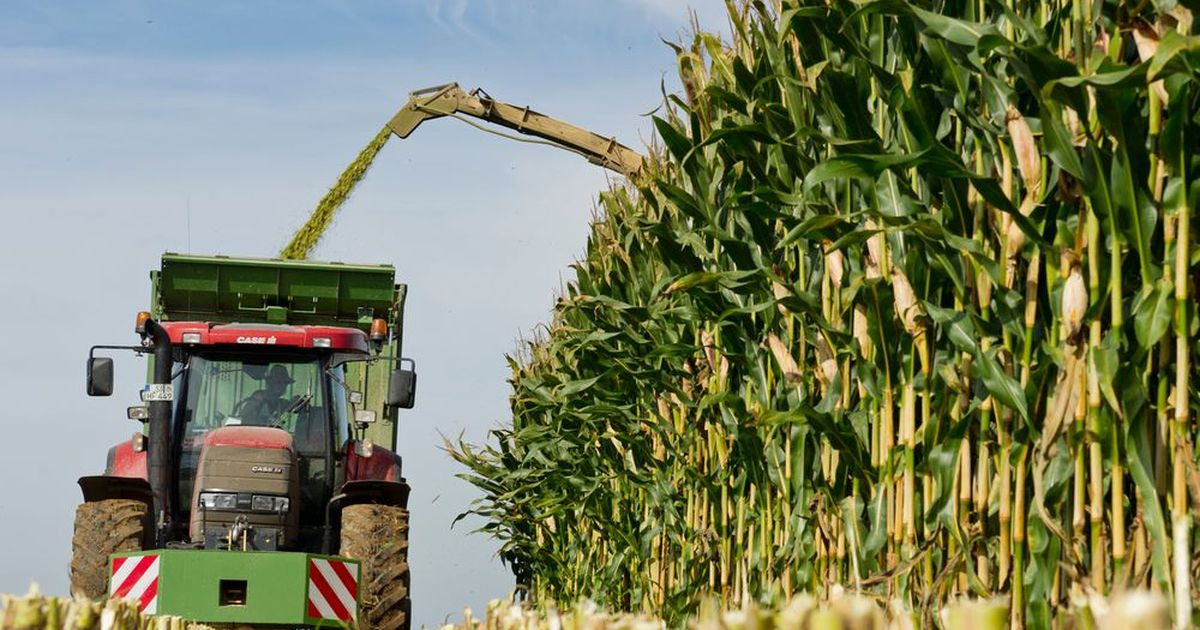 Silomais zum Anbau 2024 im Sortenvergleich | Bauernzeitung