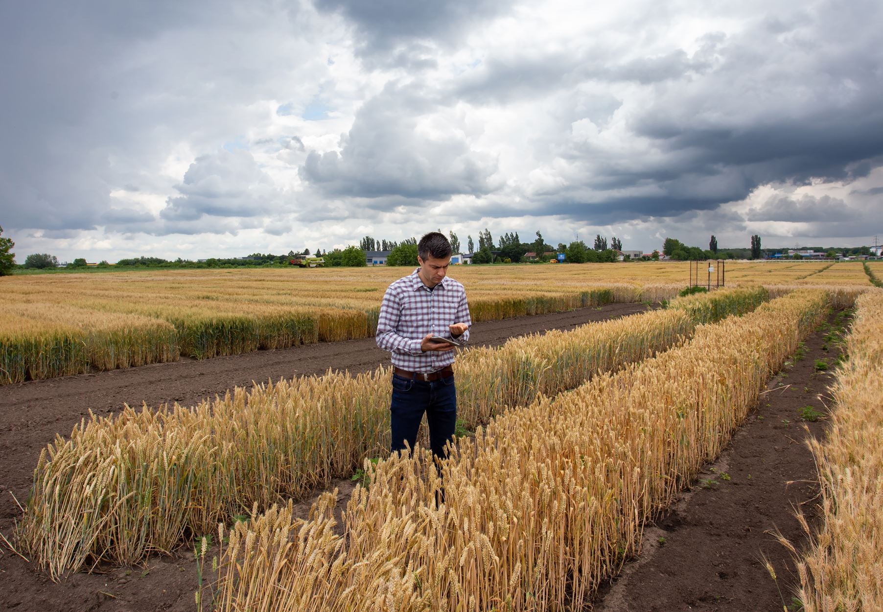 Neue Weizensorten bringen mehr Stickstoffeffizienz | Bauernzeitung