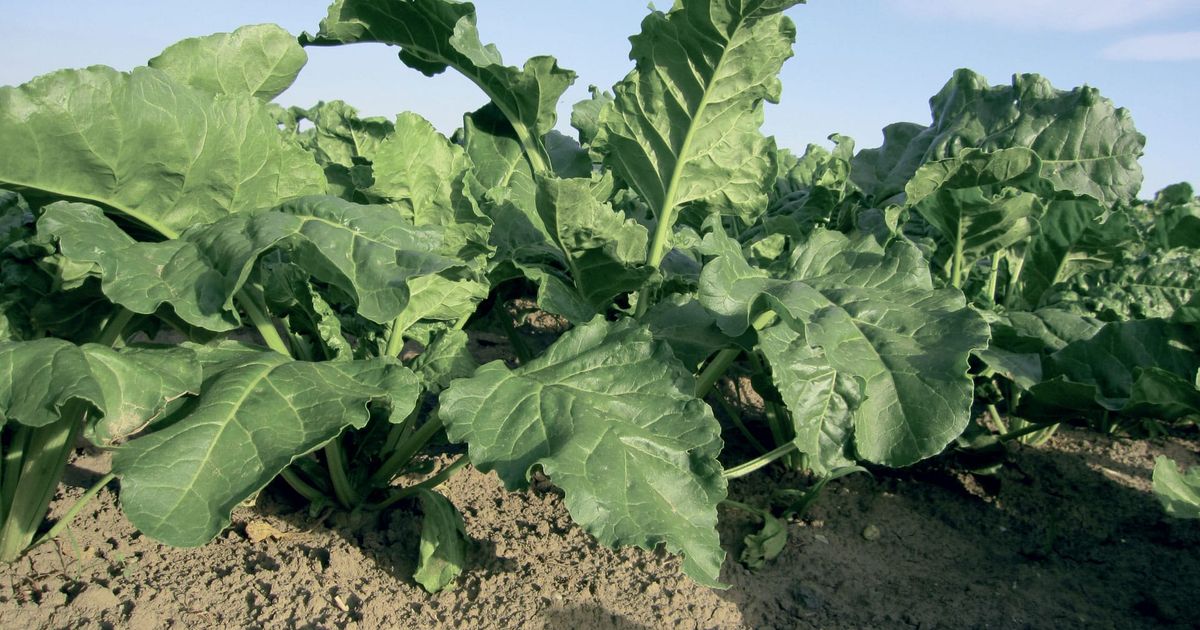 Entdecken Sie WUXAL Boron Plus: Optimale Nährstoffversorgung für Ihre ...
