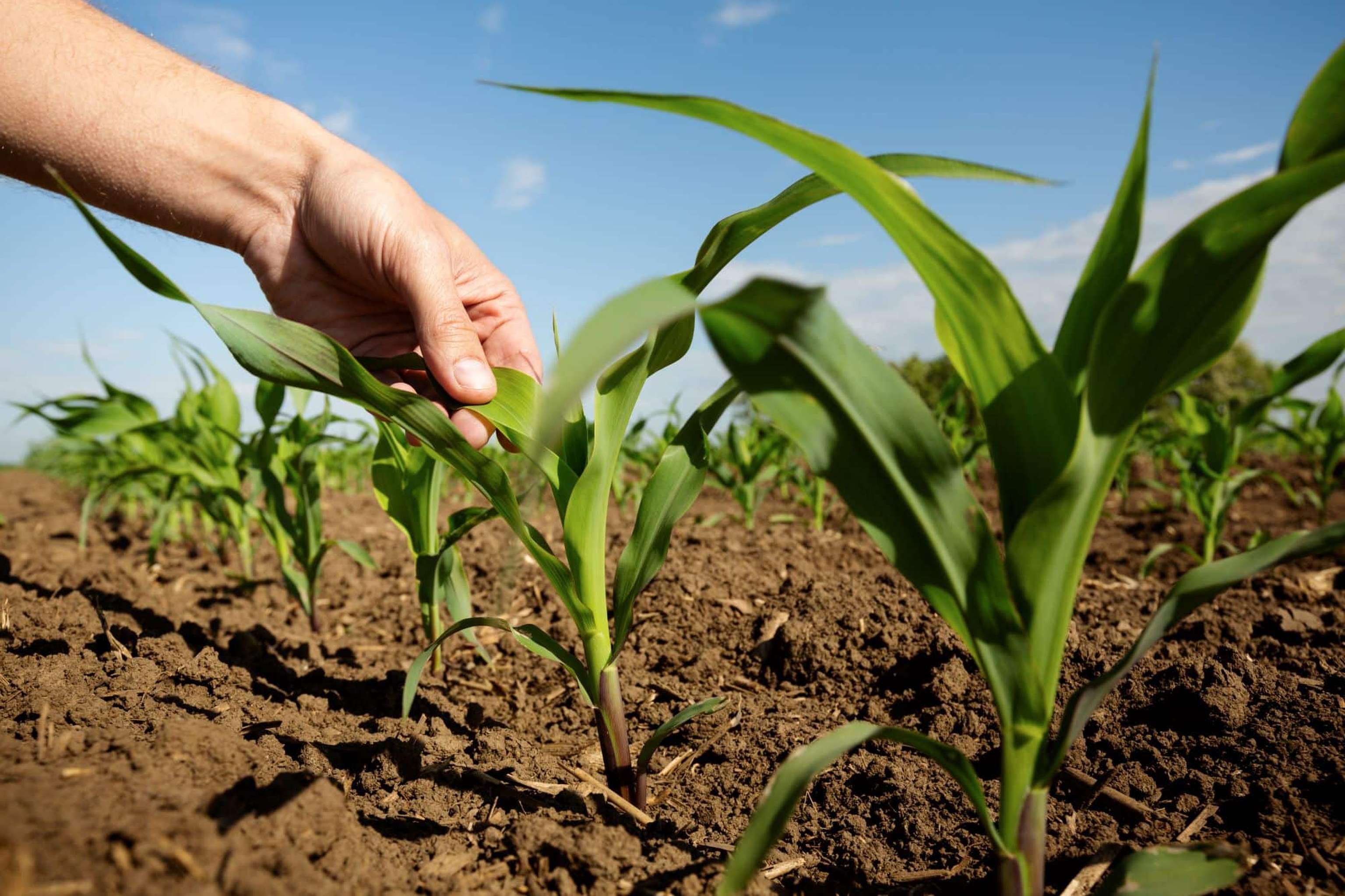 Capreno® Plus – sichere Wirkung und sicherer Ertrag | Bauernzeitung