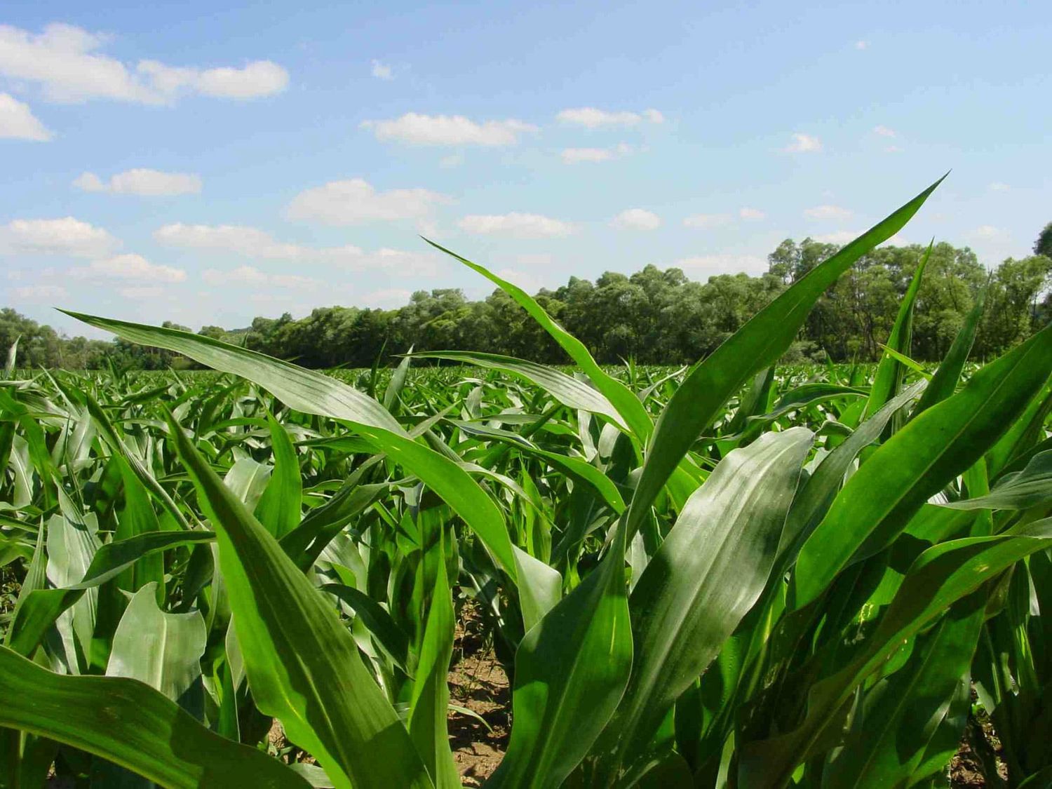 Laudis+Aspect Pro: Aus gutem Grund die Nr. 1 | Bauernzeitung