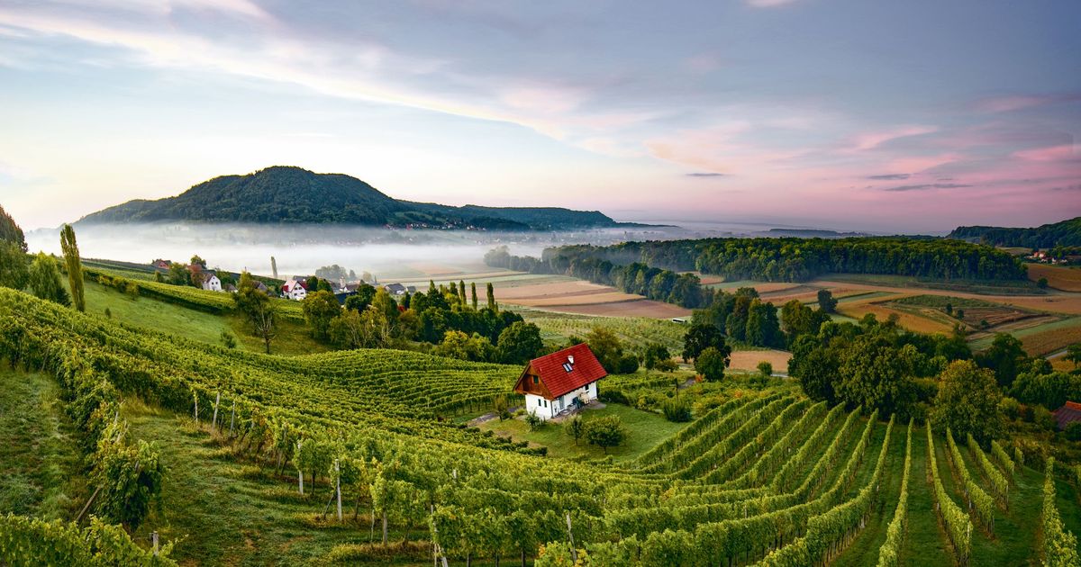 Ein bemerkenswerter heimischer Weinjahrgang | Bauernzeitung
