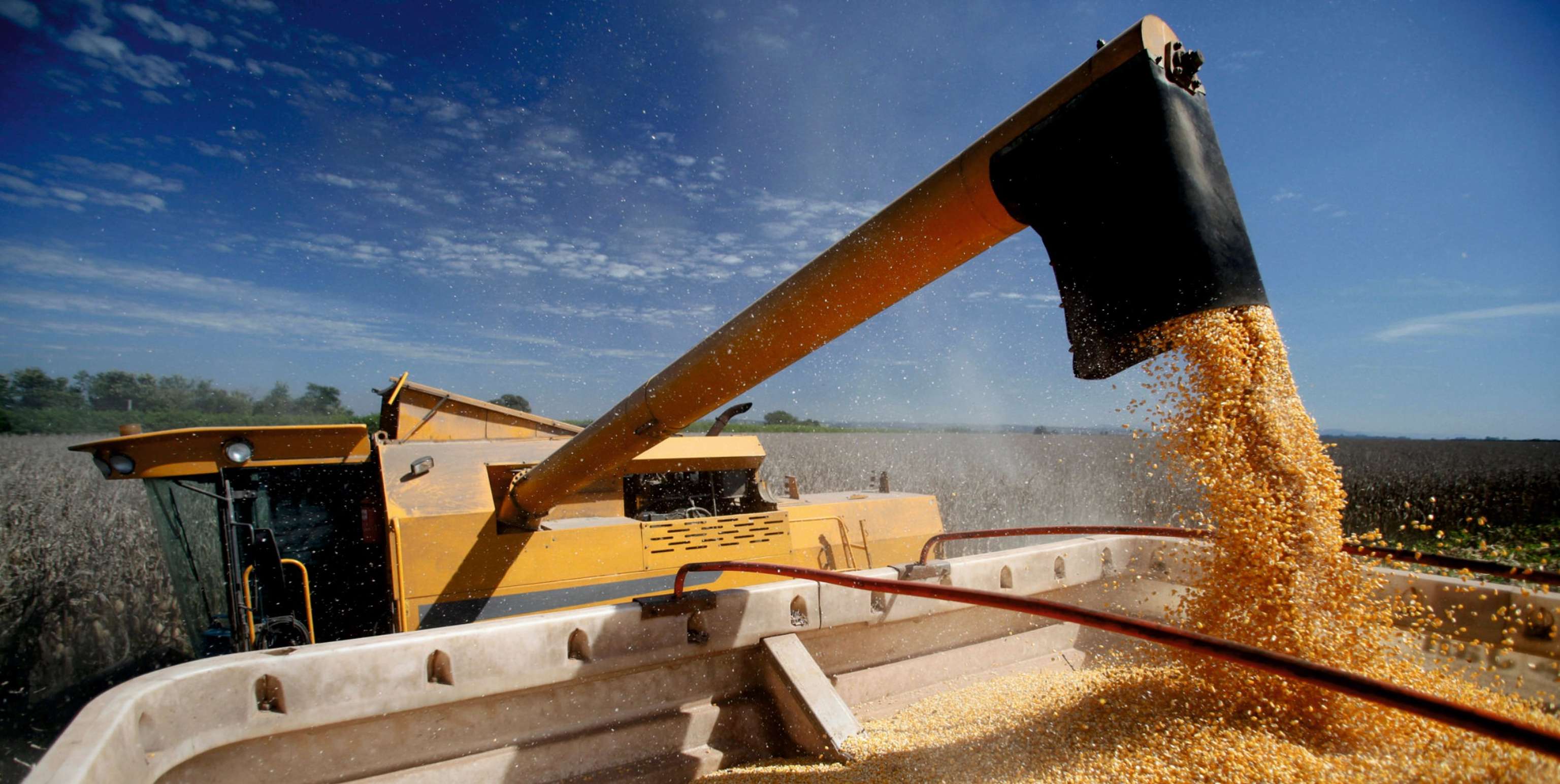 Probstdorfer Maisportfolio 2026 | Bauernzeitung