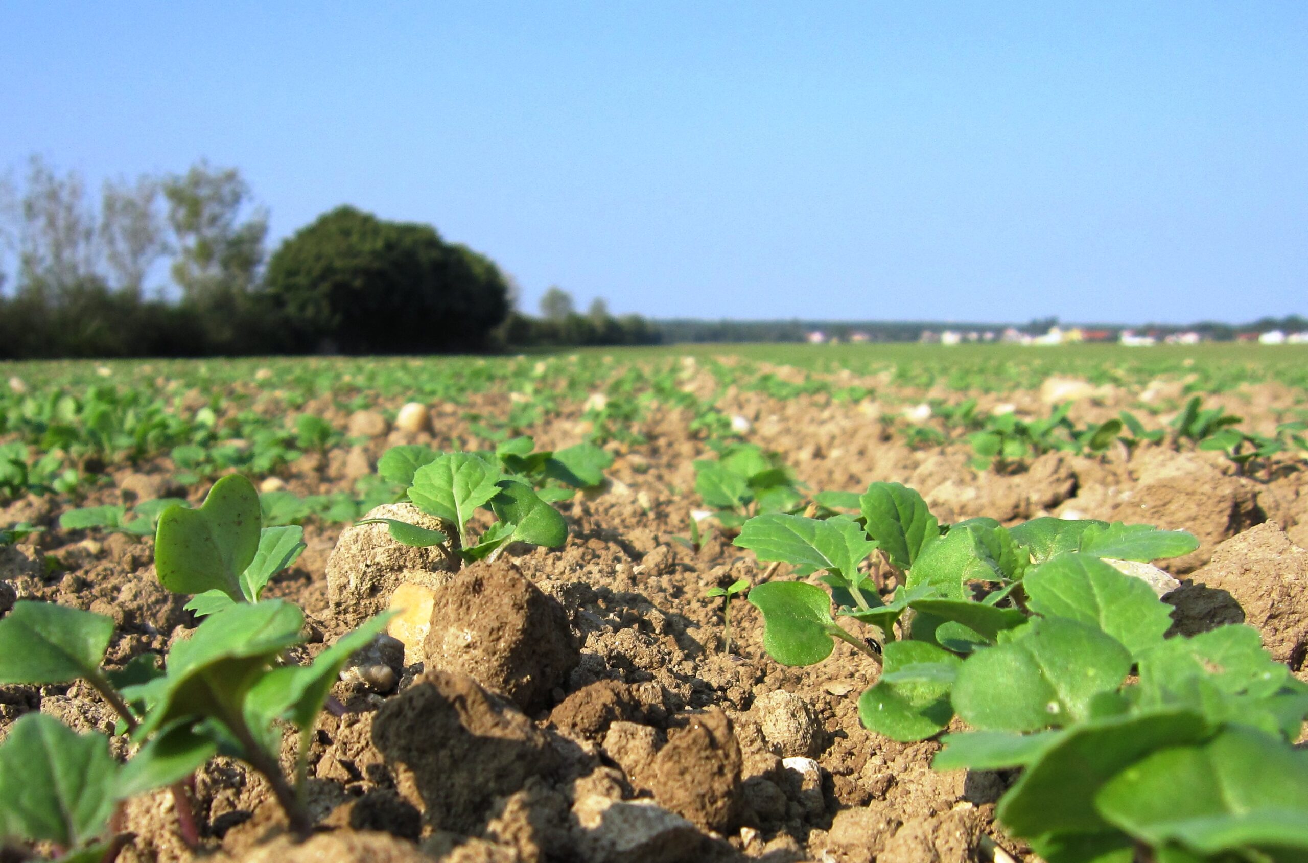 Herbizid-Strategie Raps | Bauernzeitung