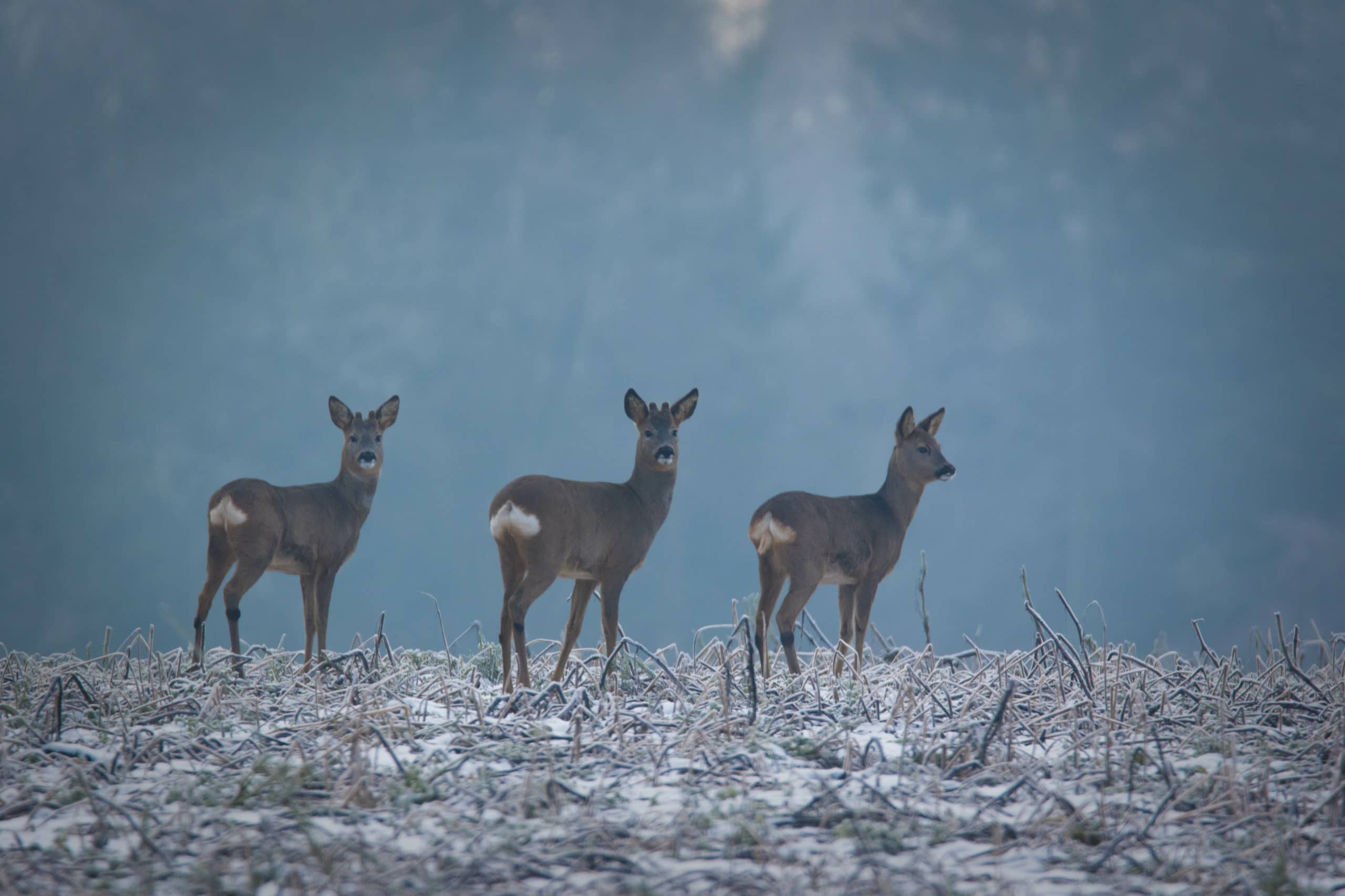 Die Jagd nützt Ressourcen und schützt Lebensräume für Wildtiere ...