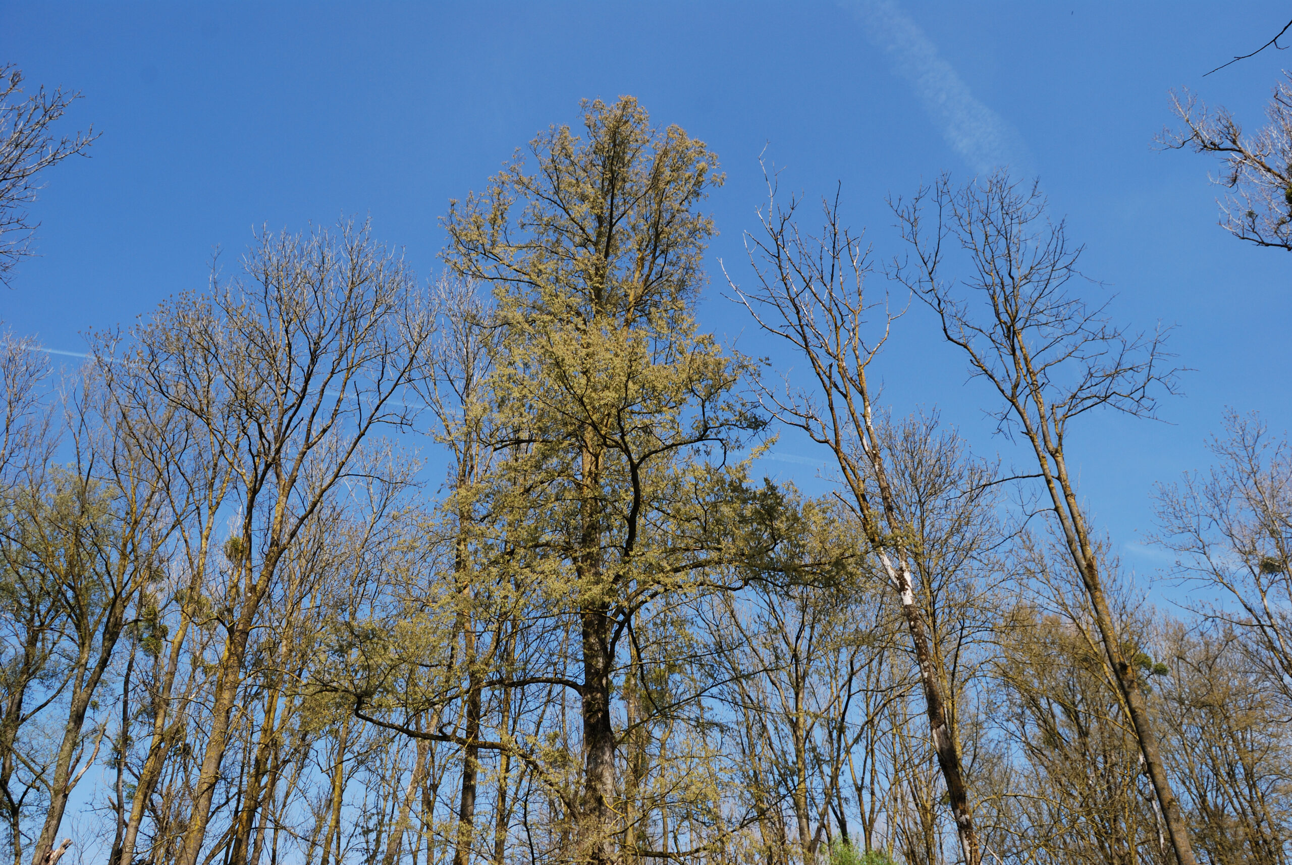 Neue Hoffnung für die Esche | Bauernzeitung