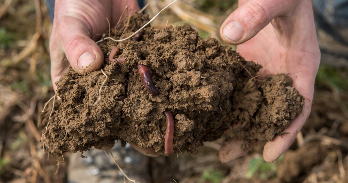 Regenwürmer scheuen das Licht | Bauernzeitung