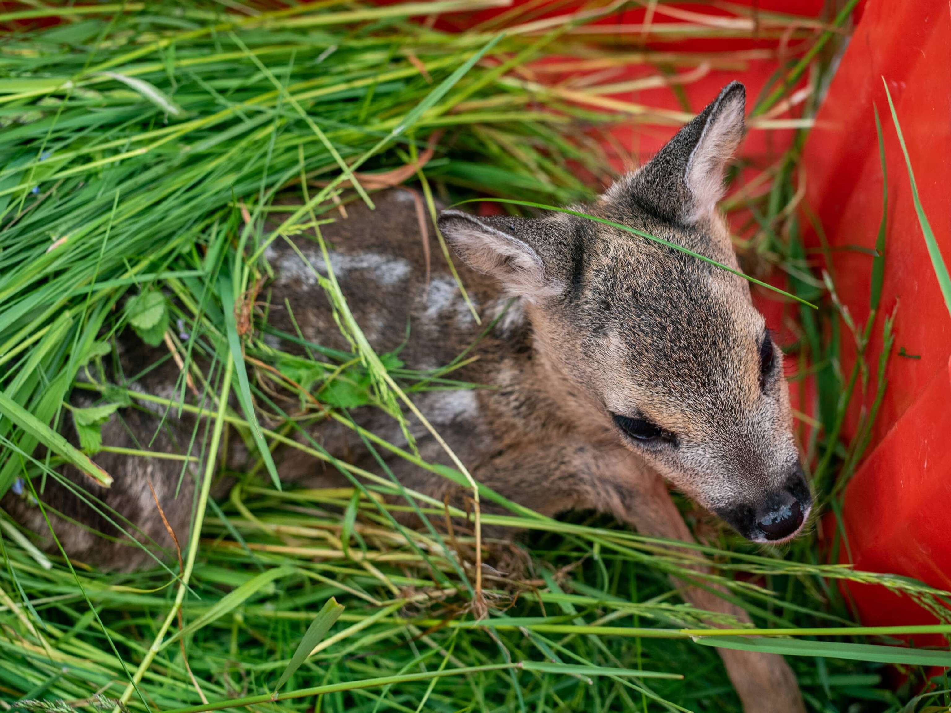 Wilddetektion per Drohne | Bauernzeitung