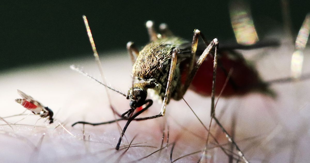BTV-8: Fallzahlen bleiben hoch | Bauernzeitung