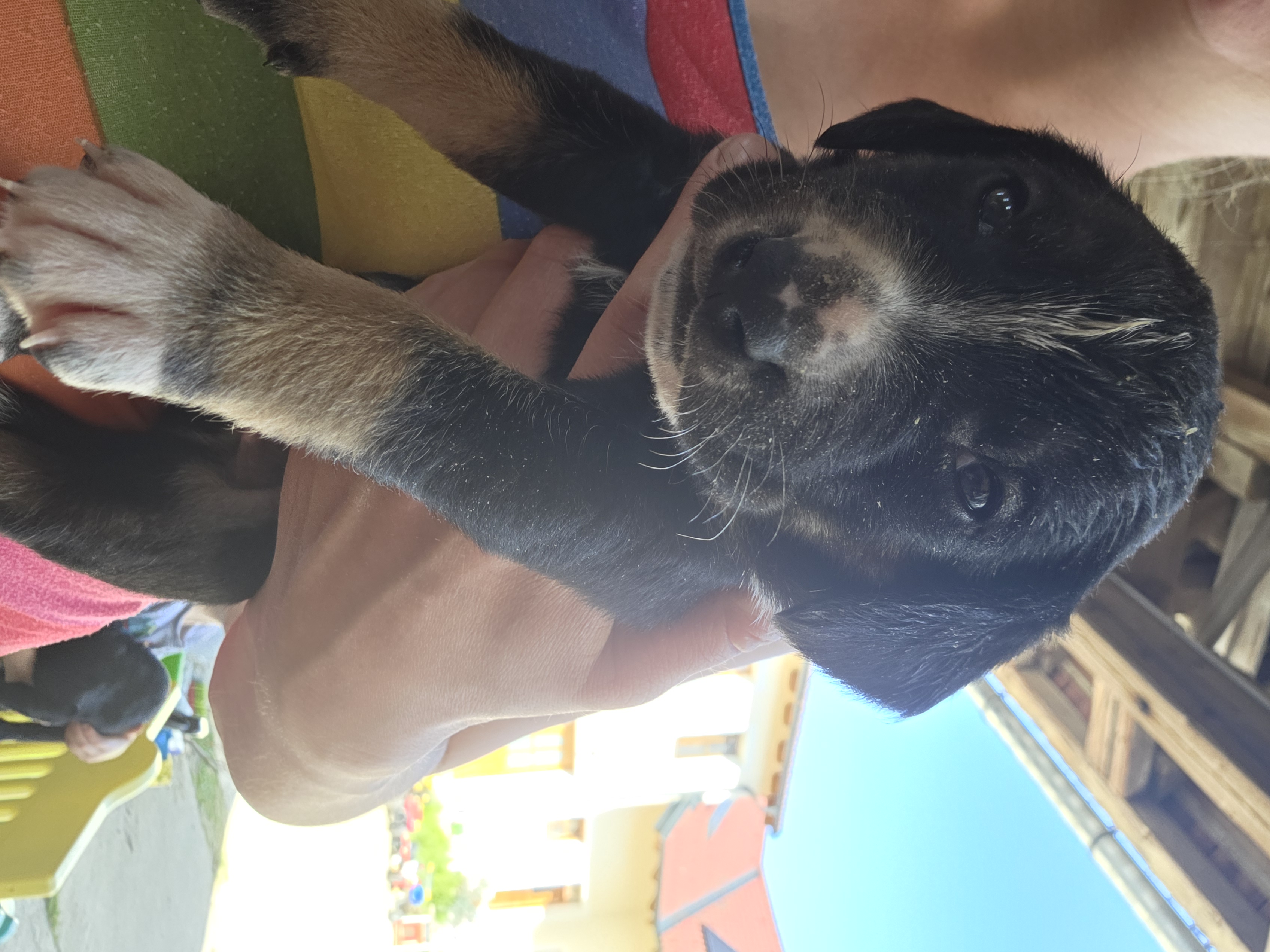 Österreichische Pinscher Mischlingswelpen - Kleinanzeige | Bauernzeitung