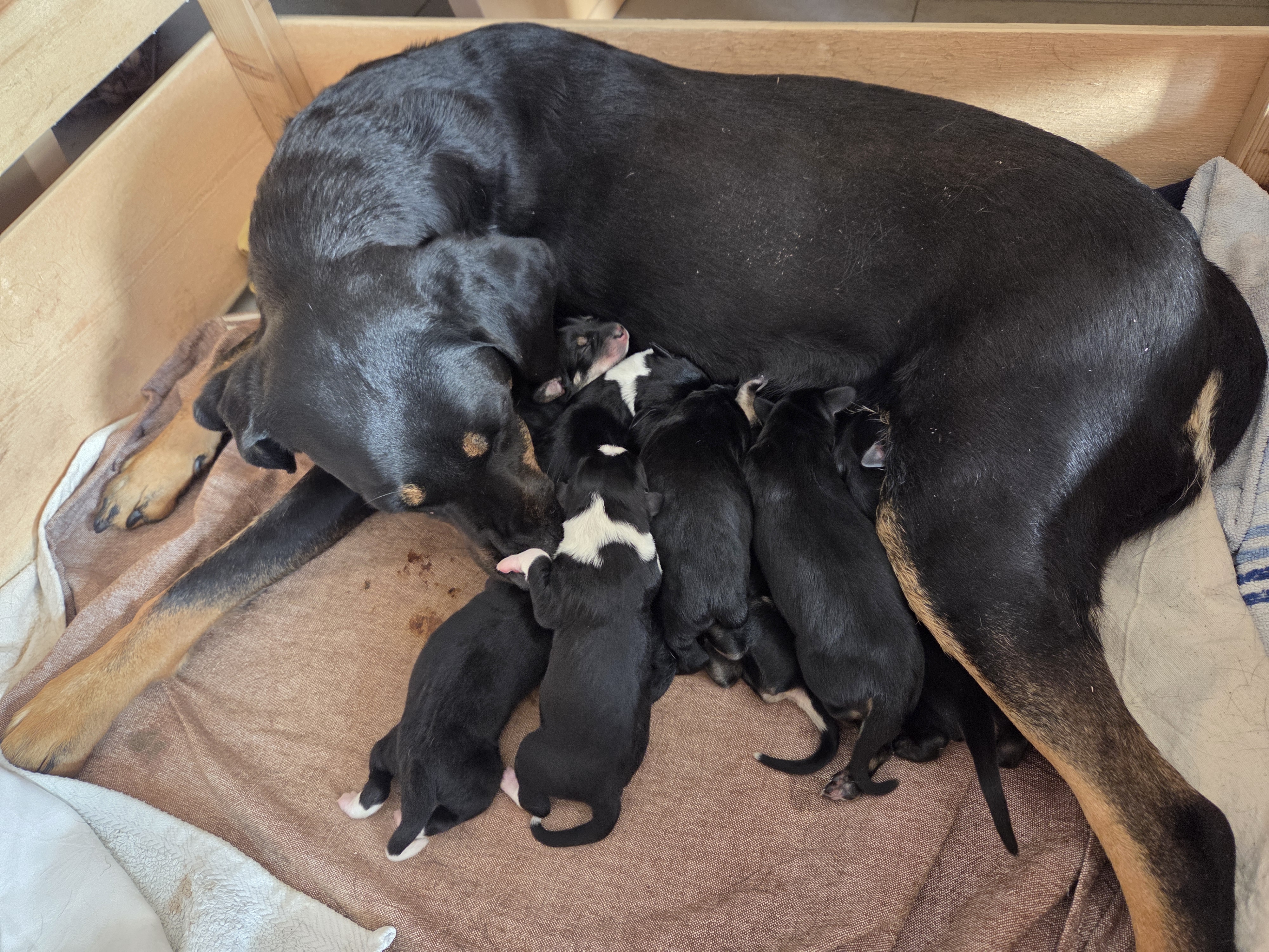Österreichische Pinscher Mischlingswelpen - Kleinanzeige | Bauernzeitung