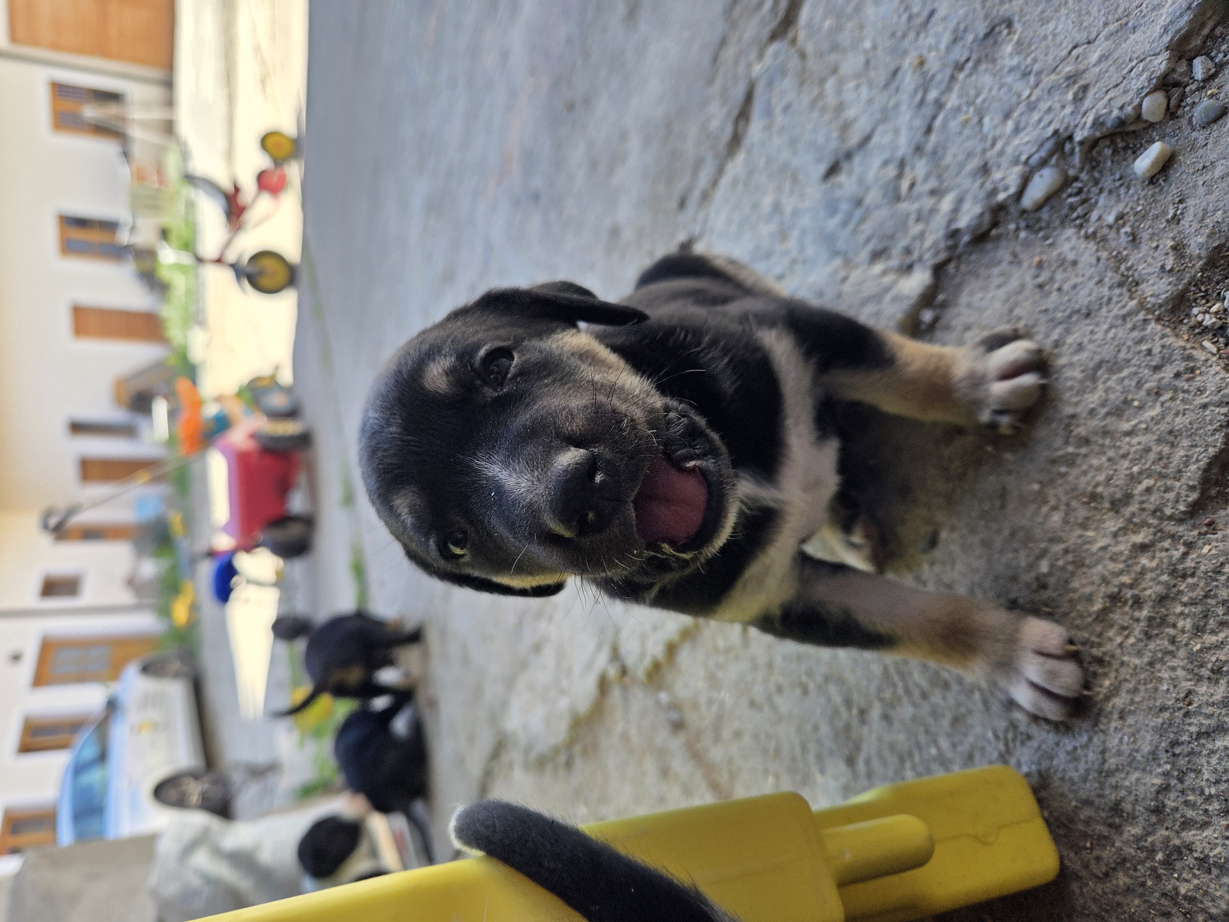 Österreichische Pinscher Mischlingswelpen - Kleinanzeige | Bauernzeitung