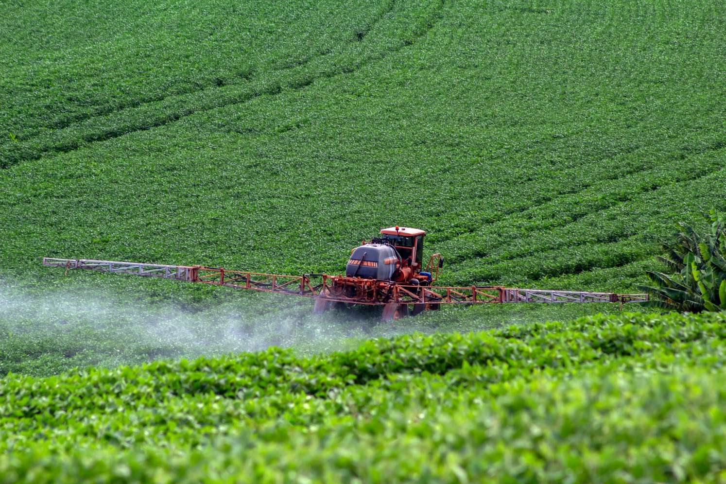 Probstdorfer Maisportfolio 2026 | Bauernzeitung