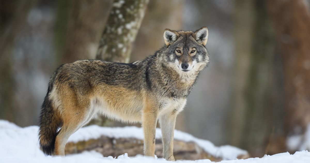 WWF kritisiert Wolfsabschüsse 2025: „Alle zwei Wochen ein toter Wolf in ...