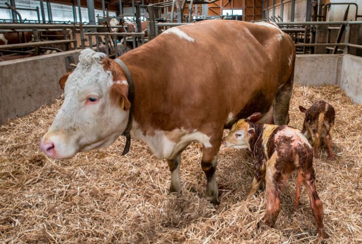 Der Nabel braucht besondere Beachtung | Bauernzeitung