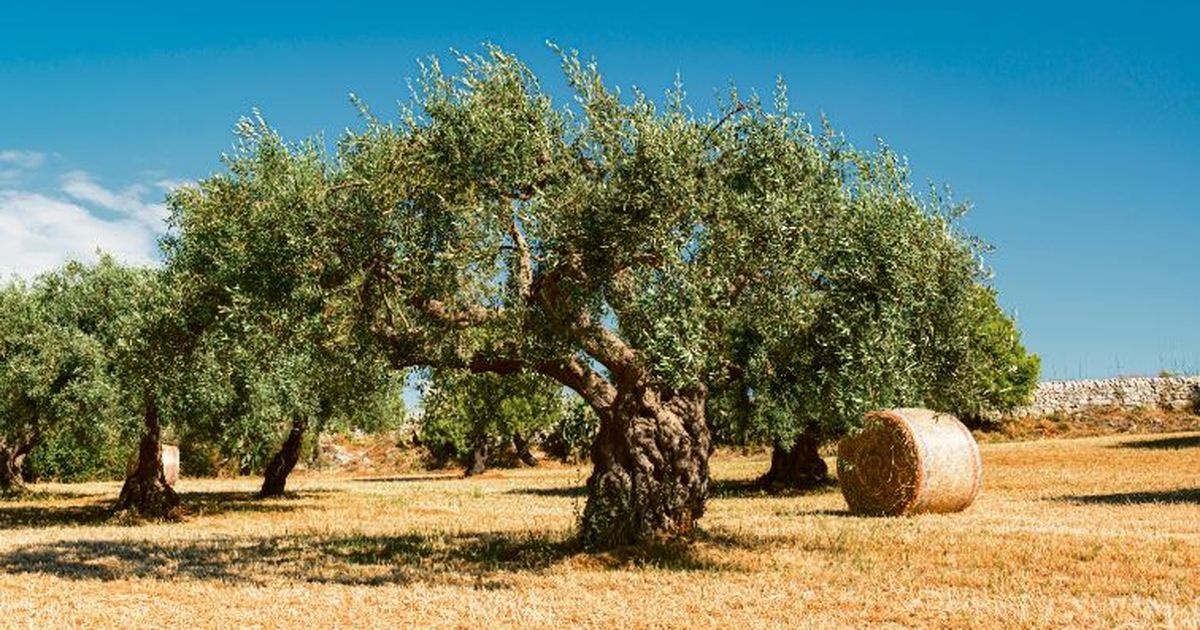 Wenn Qualität allein nicht mehr ausreicht | Bauernzeitung