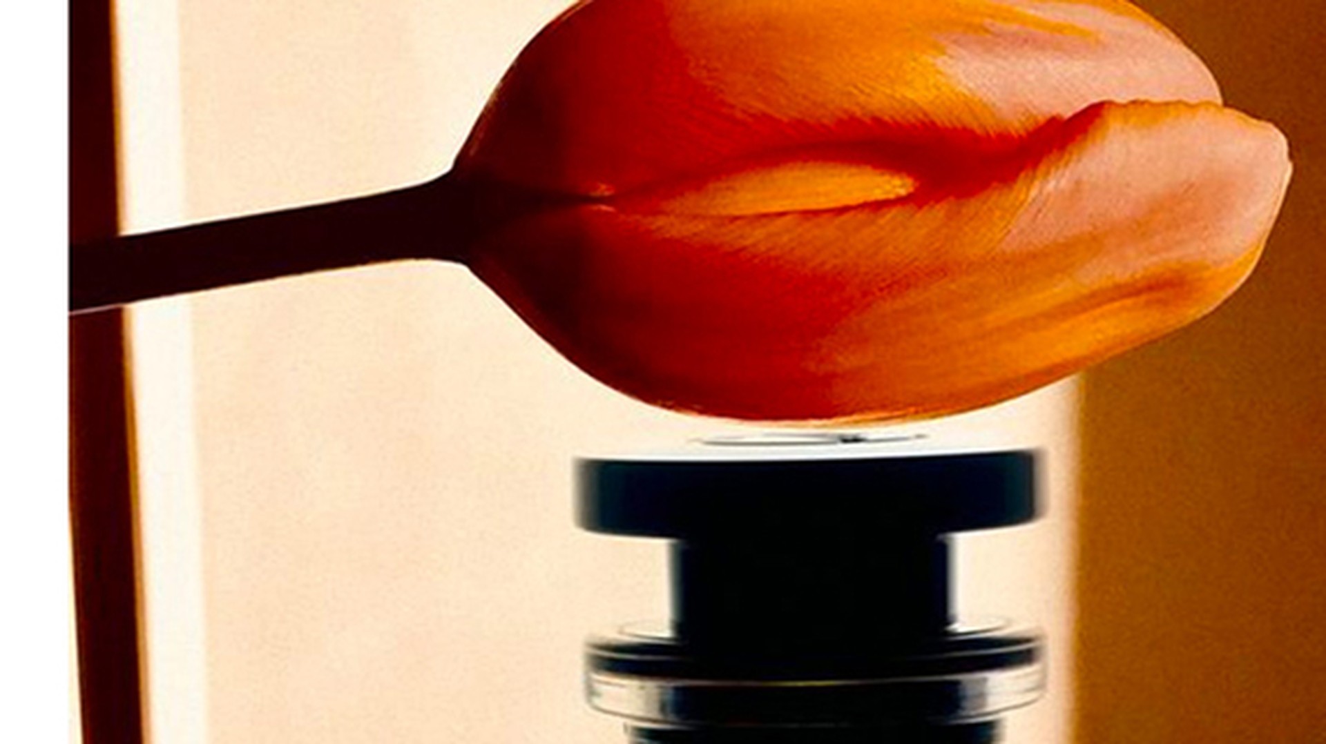 MORJAS | Official Store