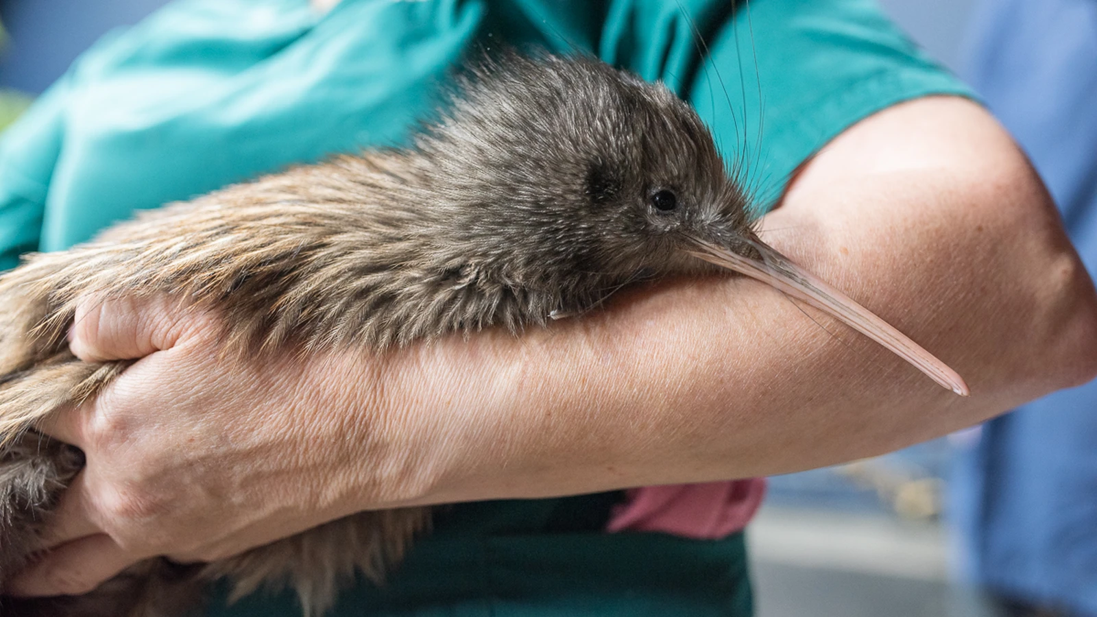 Sponsor a Kiwi Chick – Help Save Rowi & Haast Tokoeka | West Coast ...