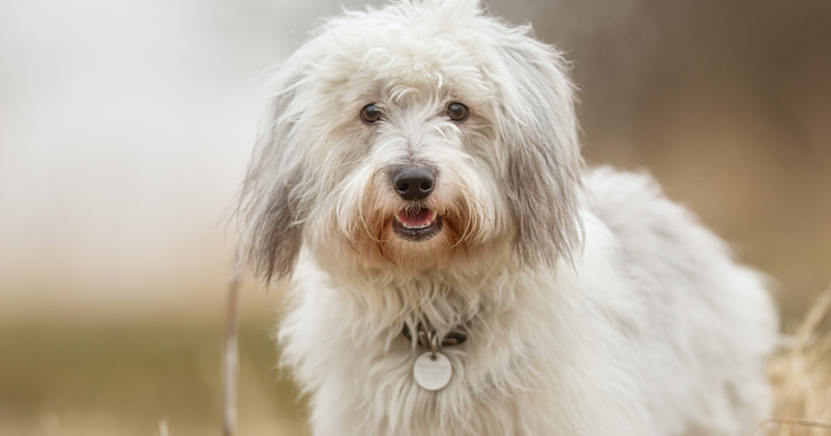 Coton de tuléar - Rasy Psów