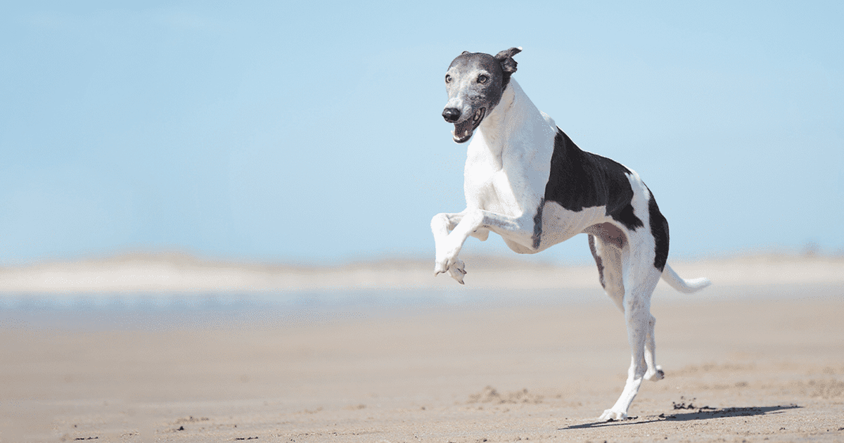 Whippet - Rasy Psów