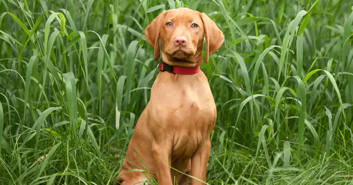 Wyżeł włoski krótkowłosy - Rasy Psów