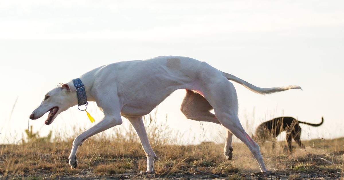 Chart polski - Rasy Psów