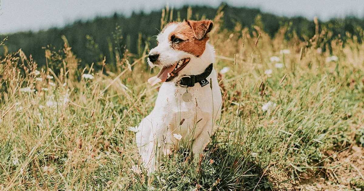 Jack Russell Terrier - Rasy Psów
